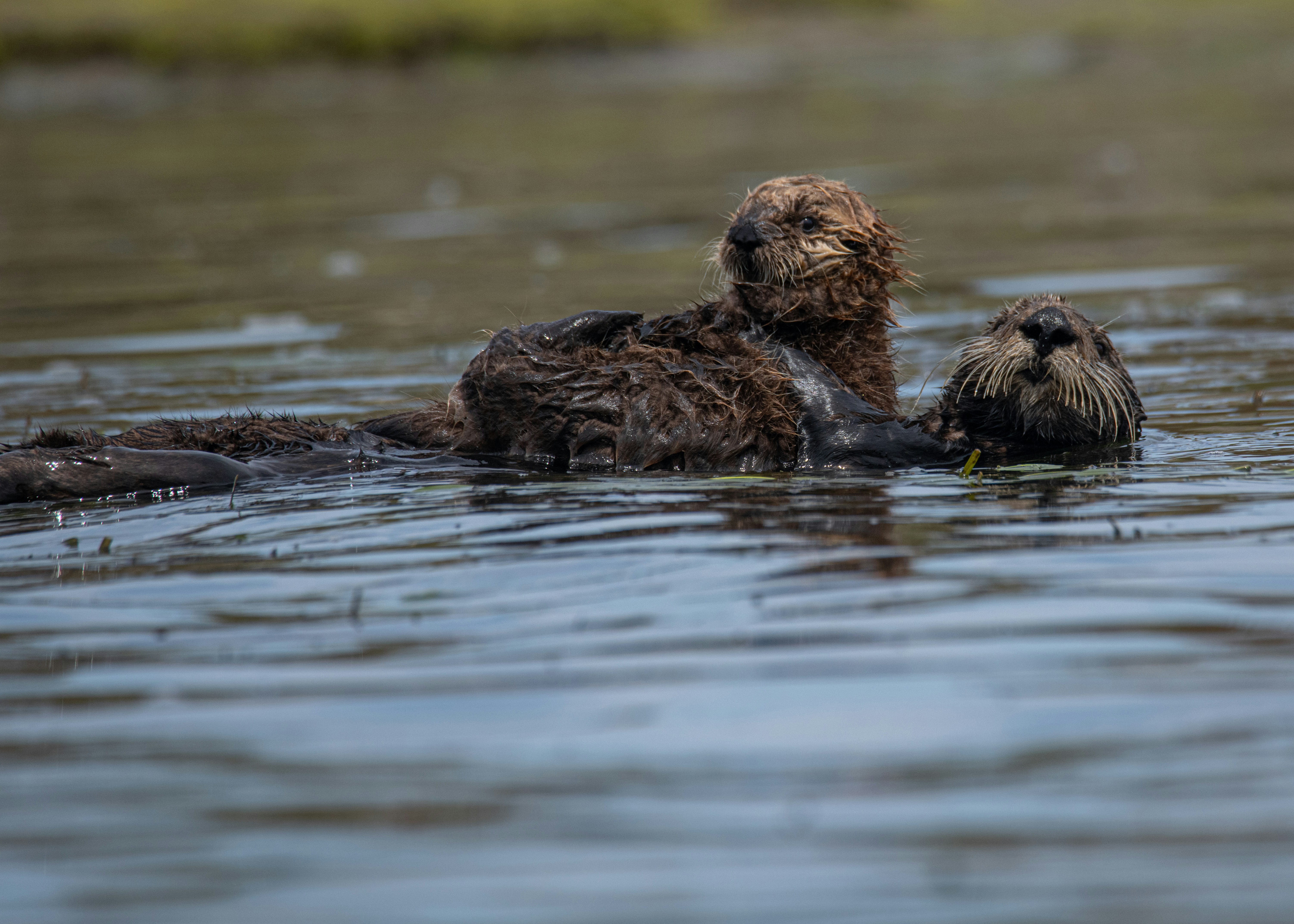 Pair of sea otters floating calmly in gentle rippling water.