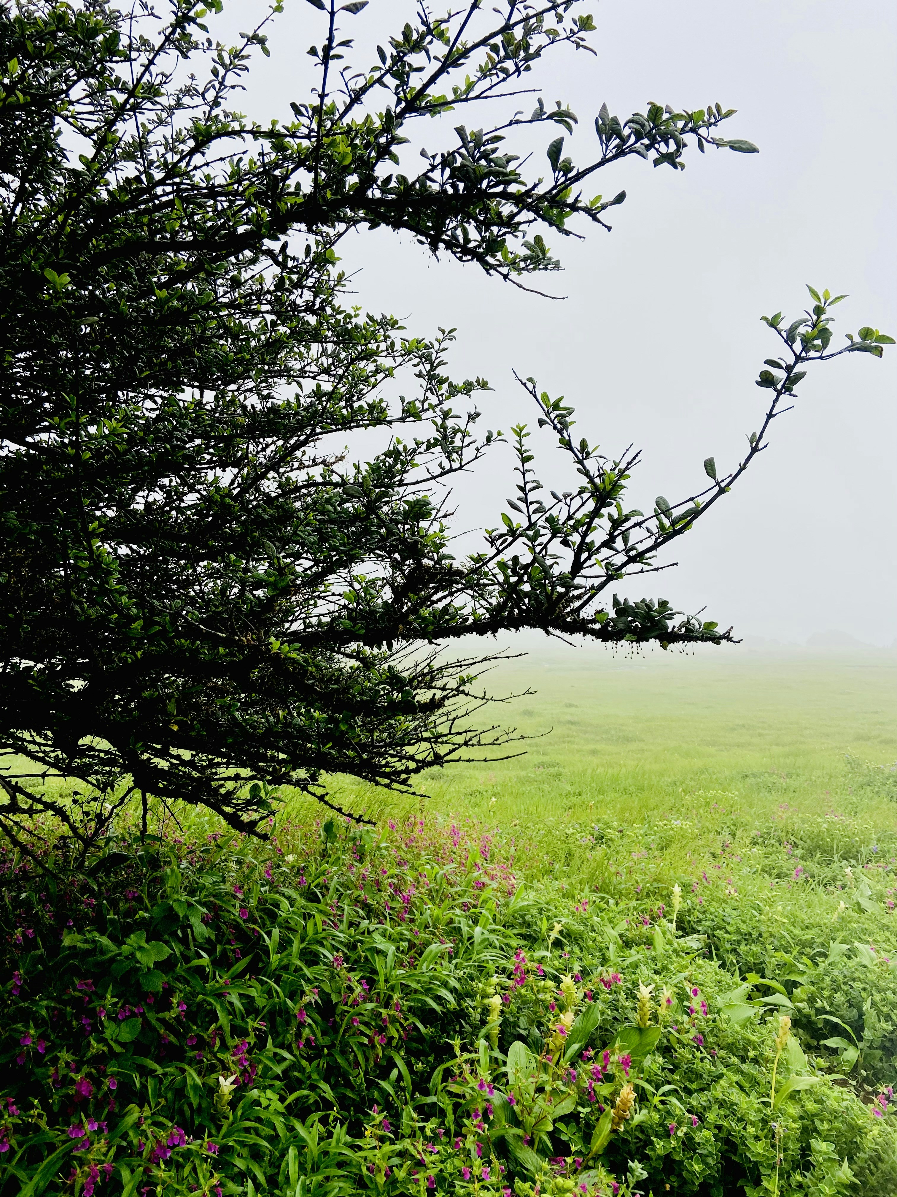 A grassy field with trees and bushes in the foreground photo – Free ...