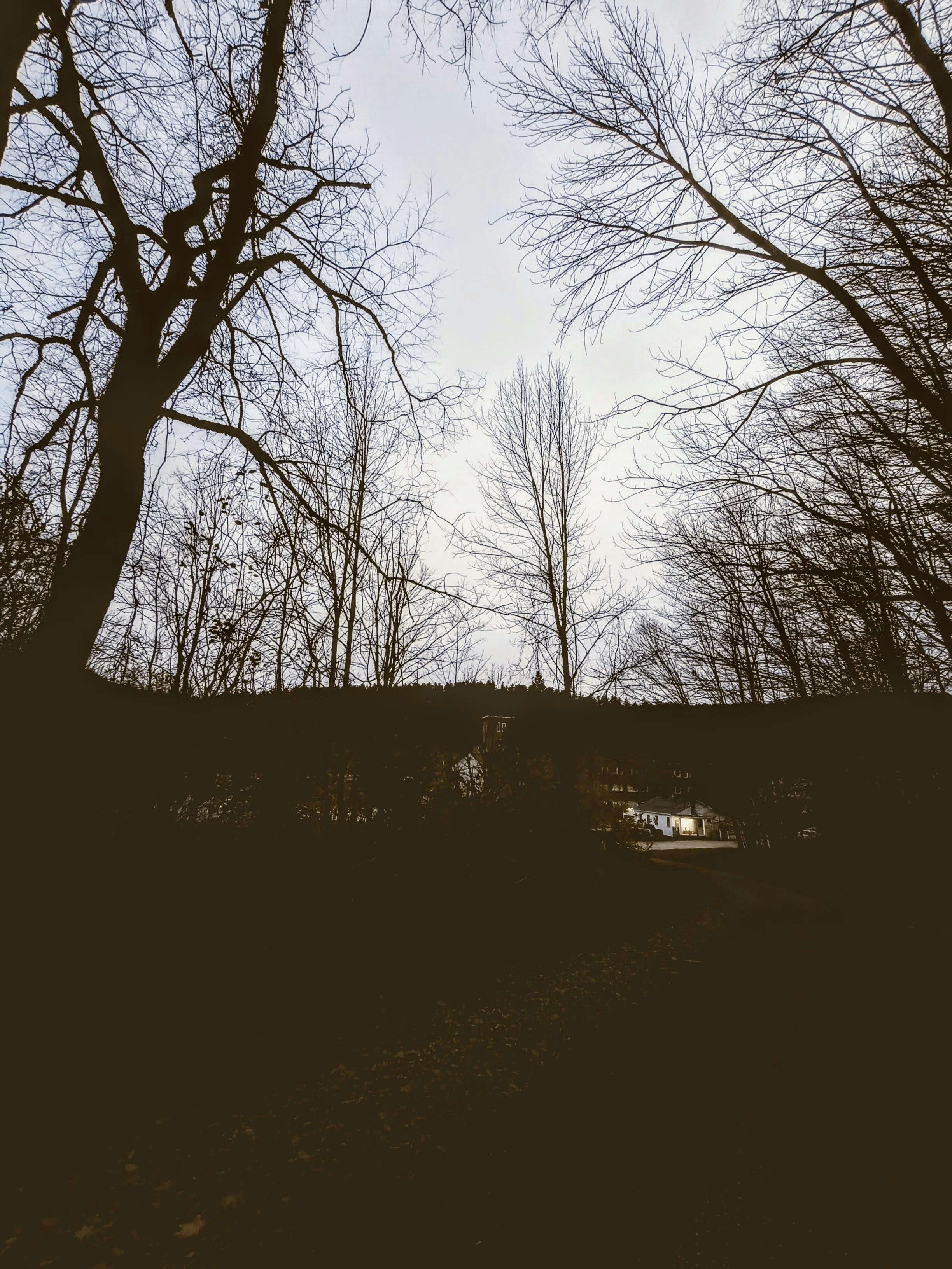 A view of trees from the ground with no leaves on them photo – Free Usa ...