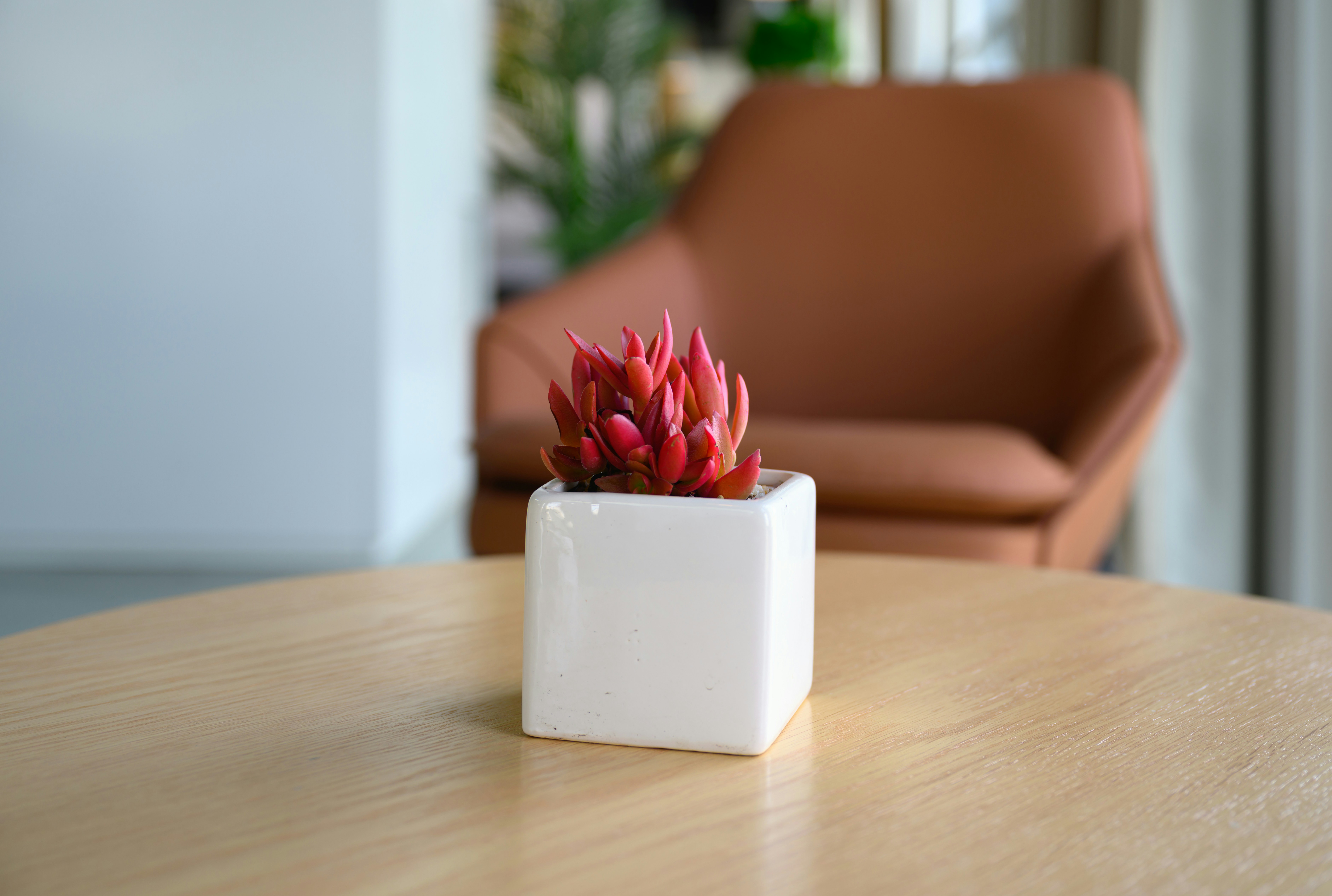 Red Sprout in a Cubic Pot: Quiet Focus on a Sunlit Table
