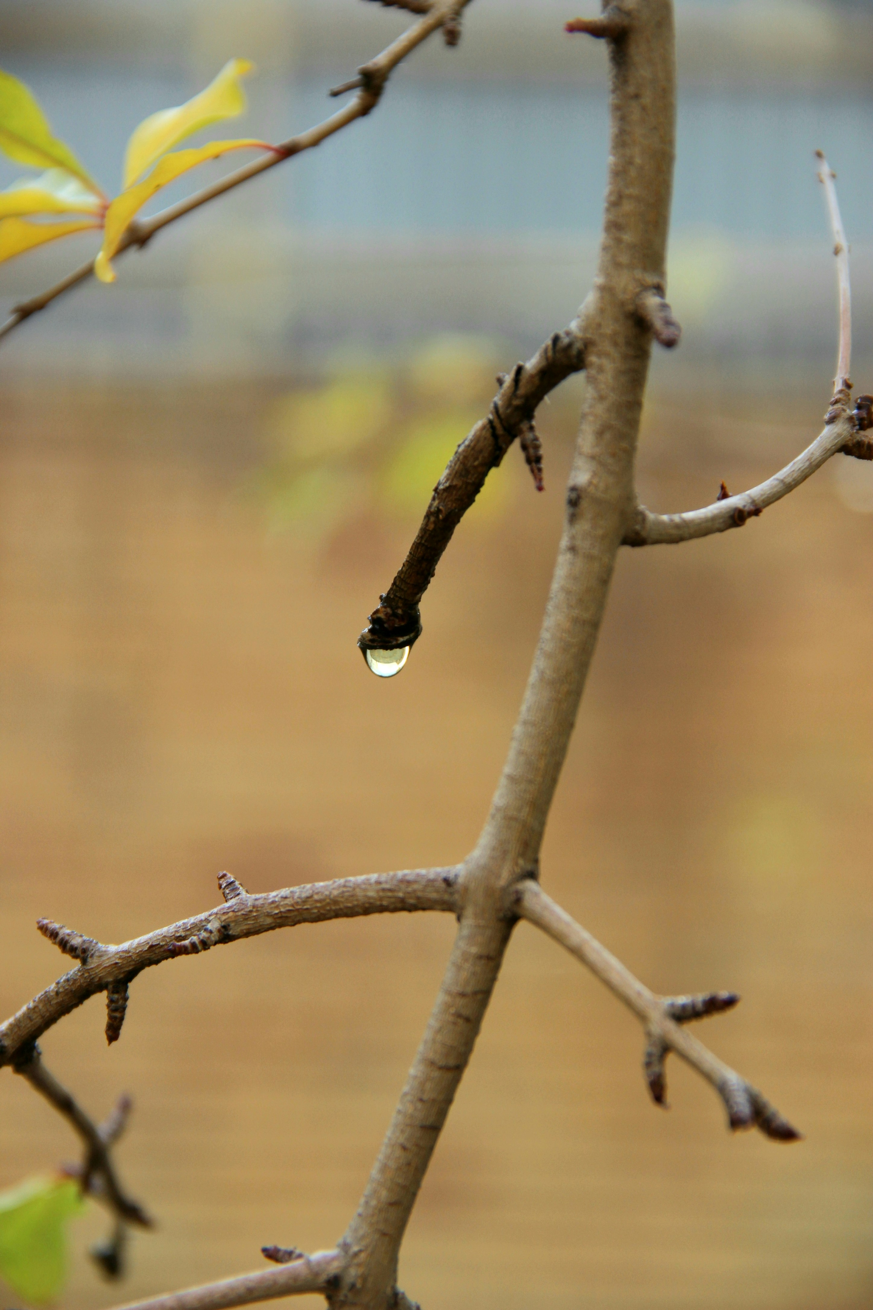Lone Water Drop Clings to a Twig with Velvet Bokeh