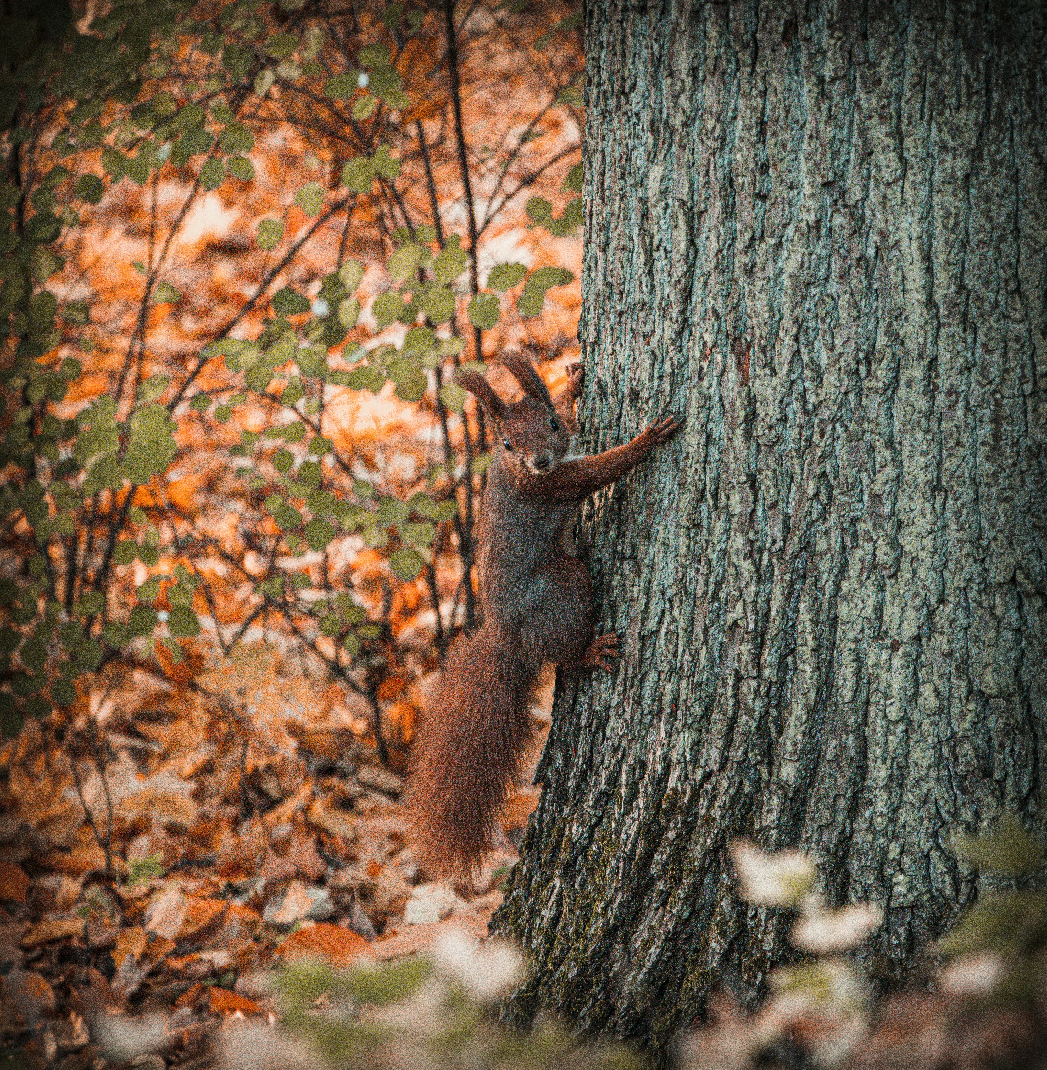 a squirrel climbing up the side of a tree