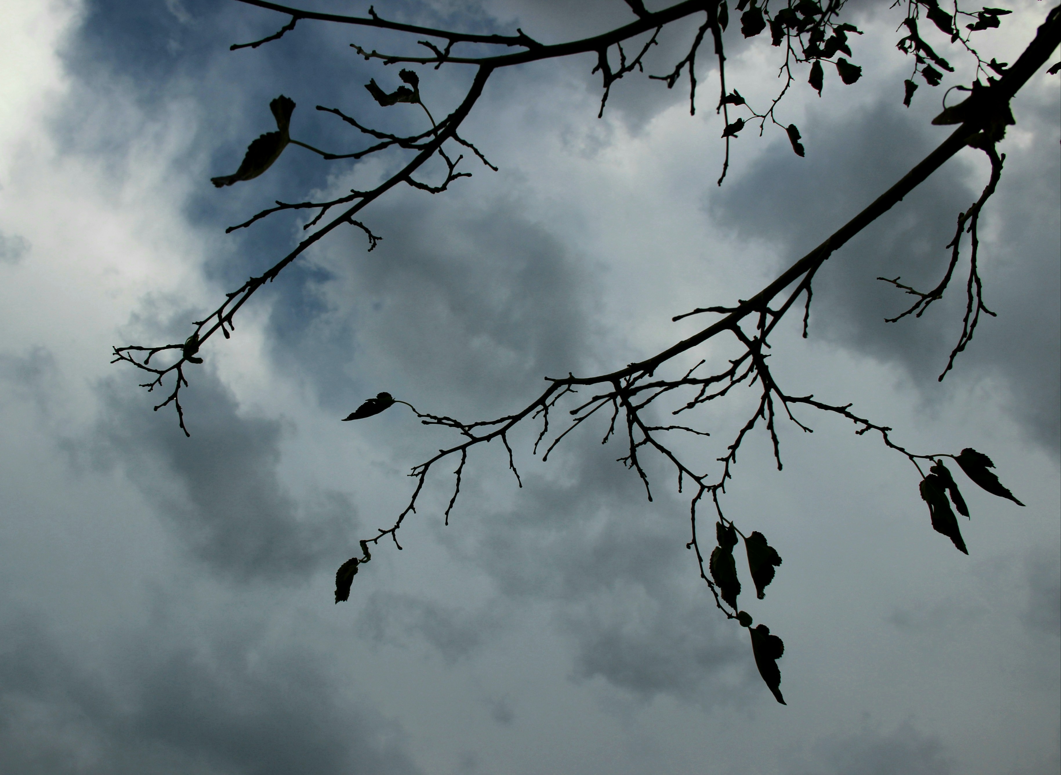 Silhouetted Branches Against a Moody Sky