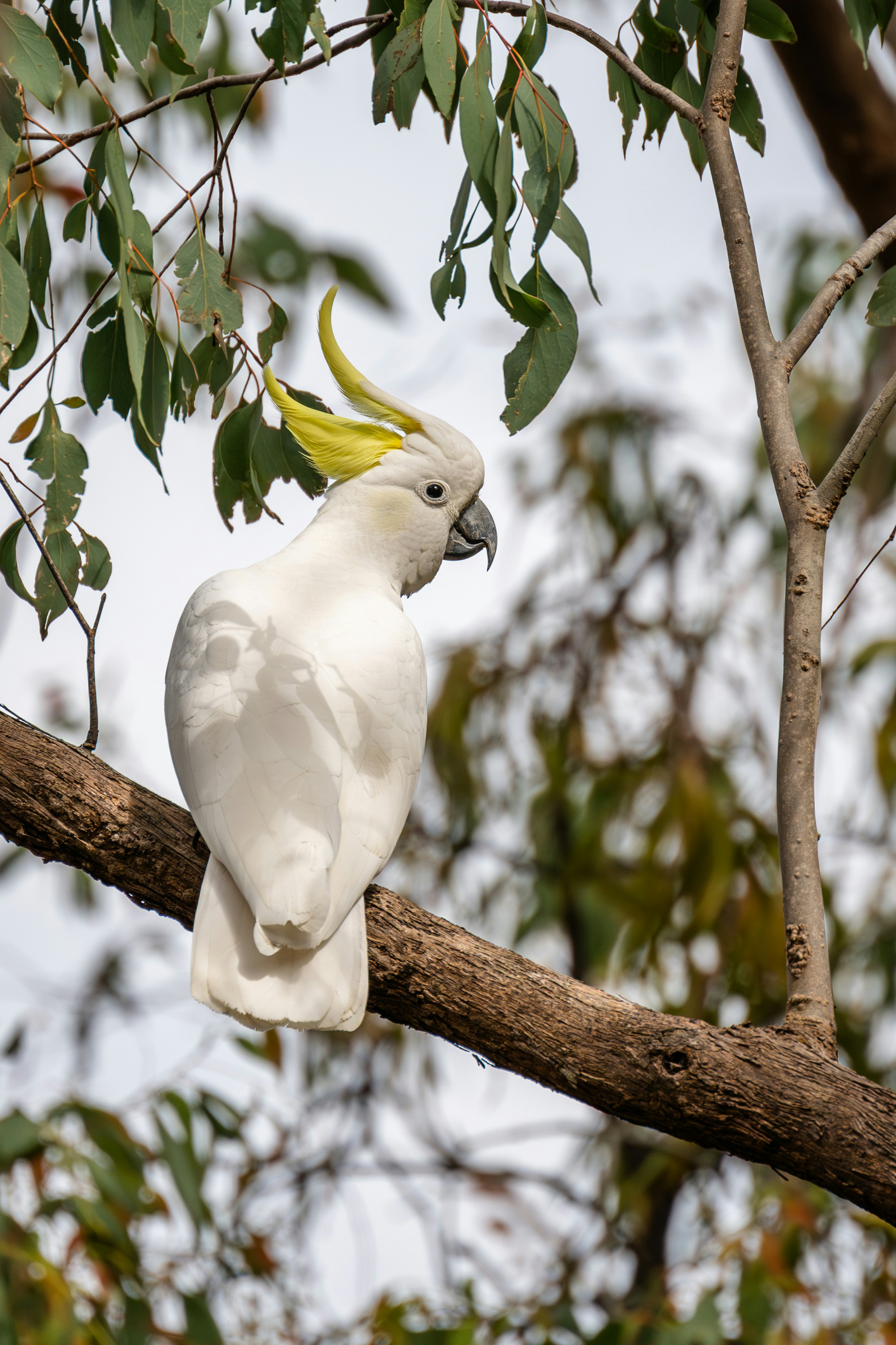 Sulphur-crested cockatoo in the Victorian High Country of Australia. | a white bird with a yellow mohawk sitting on a tree branch