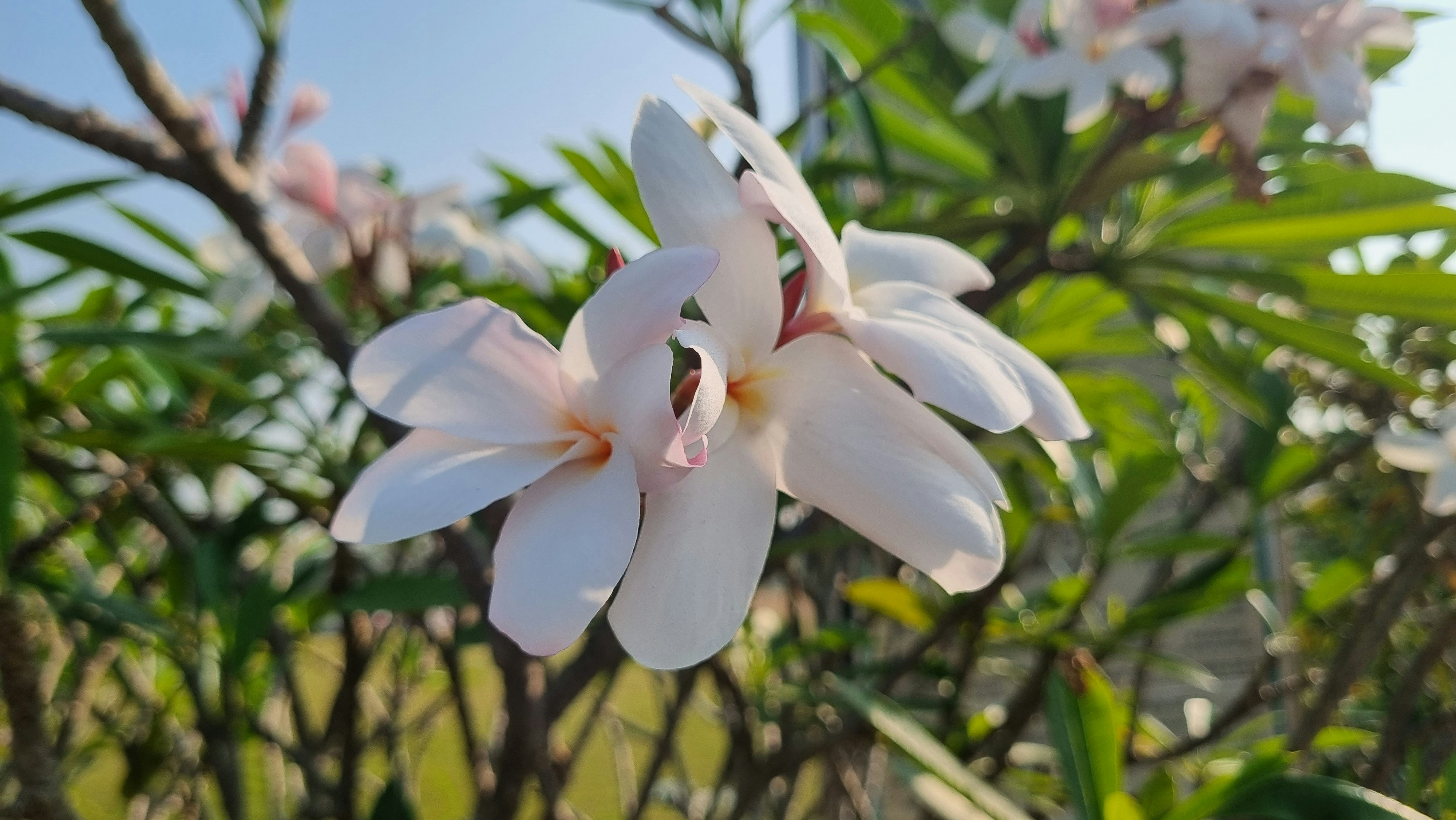 Sunlit Magnolia: ivory petals unspooling against a cloudless blue sky