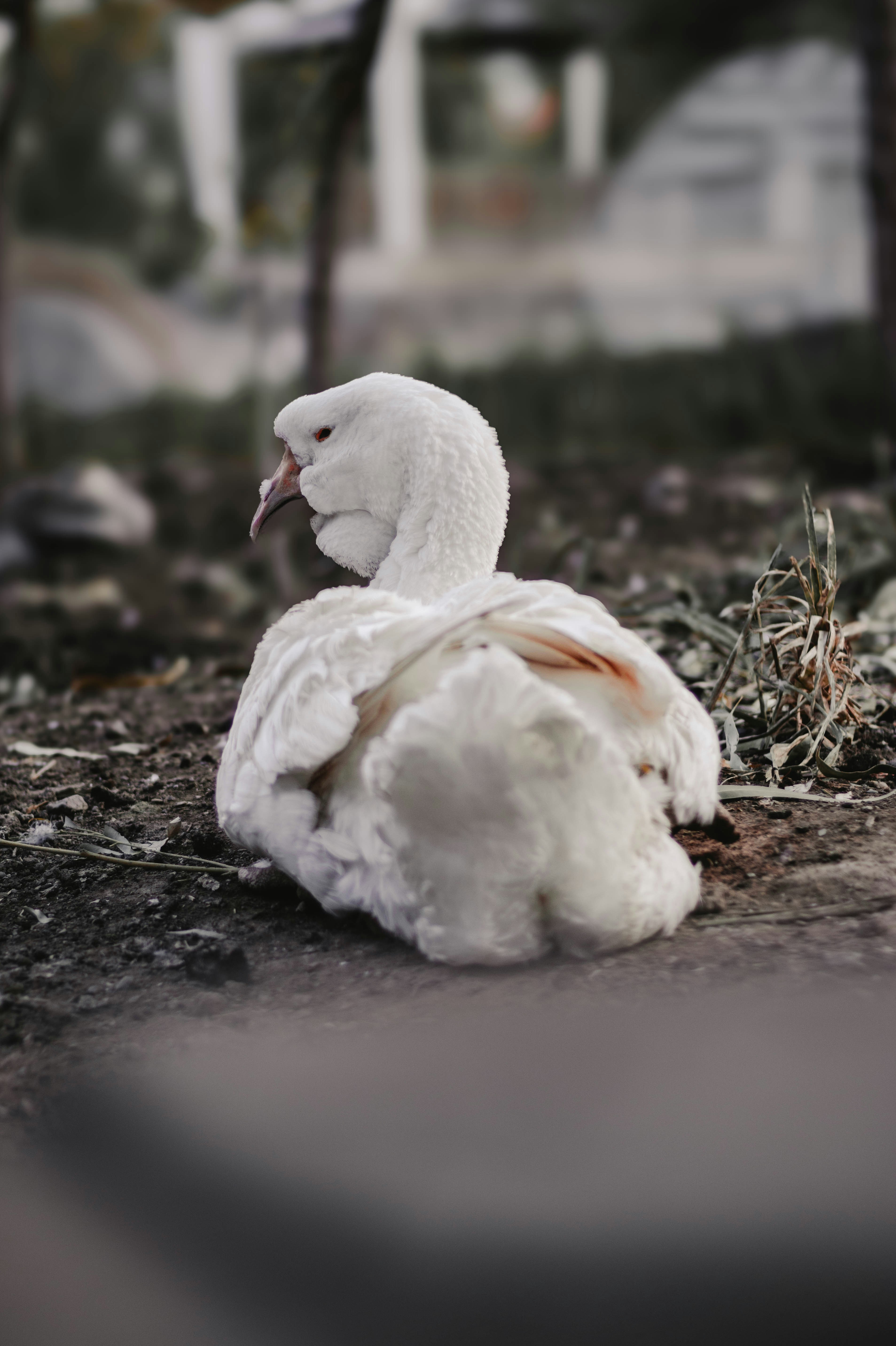 Whispering White: A Goose Resting in a Quiet Garden