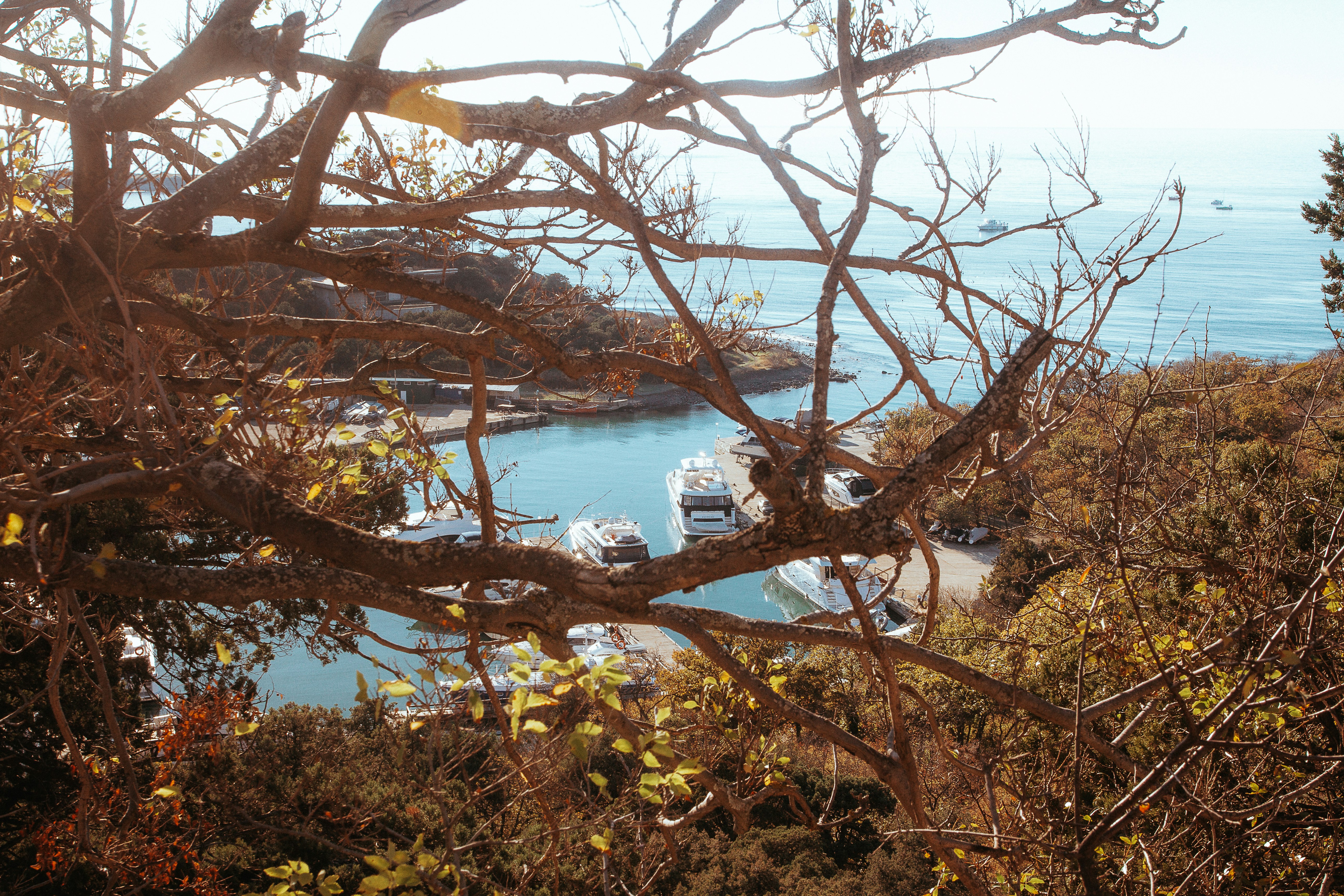 Coastal view framed by bare branches and autumn foliage overlooking a serene bay.