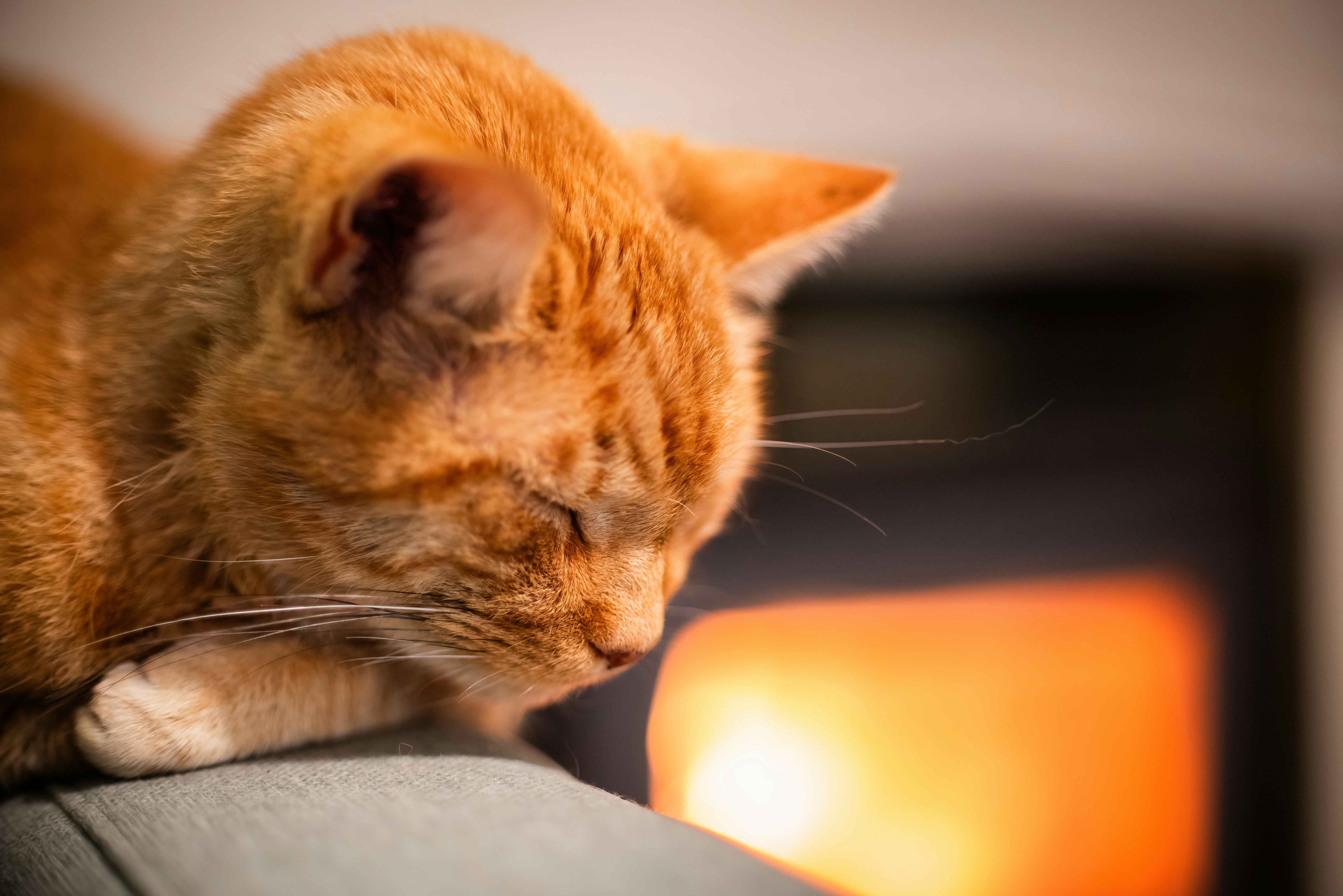 Ginger Solace by the Hearth: A Quiet Cat at Rest