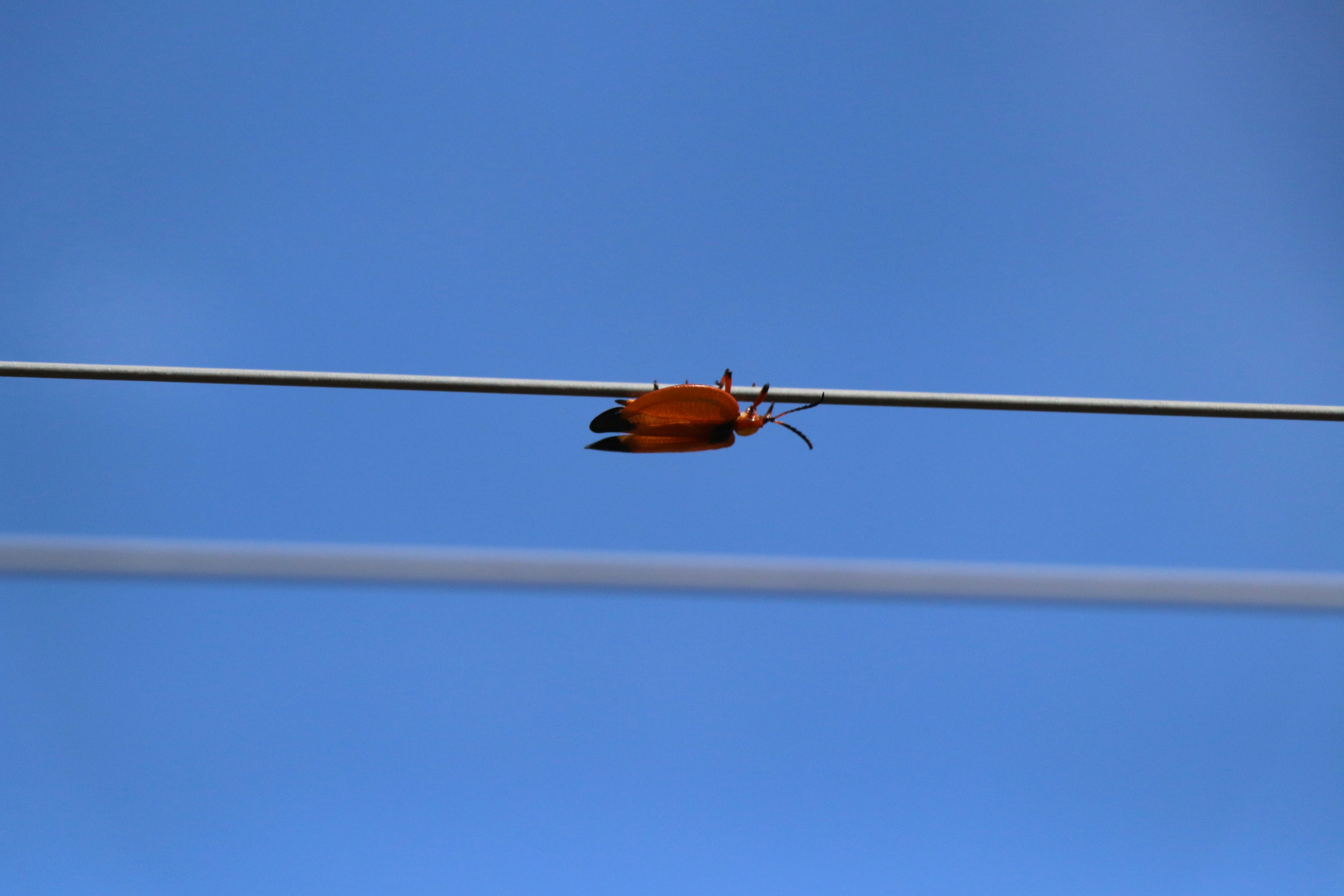 A bug is sitting on a wire with a blue sky in the background photo ...