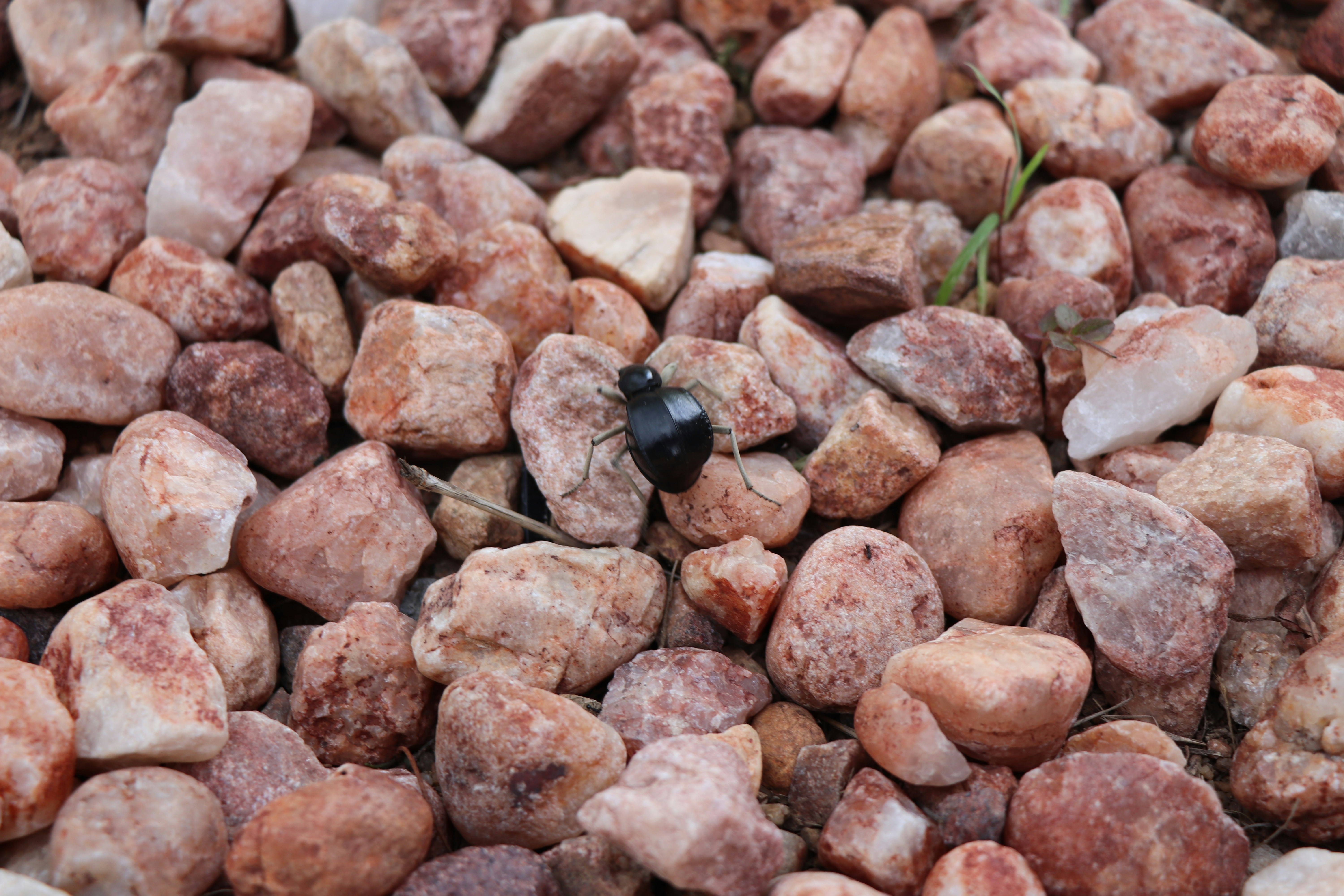A black bug crawling on a pile of rocks photo – Free Nature background ...