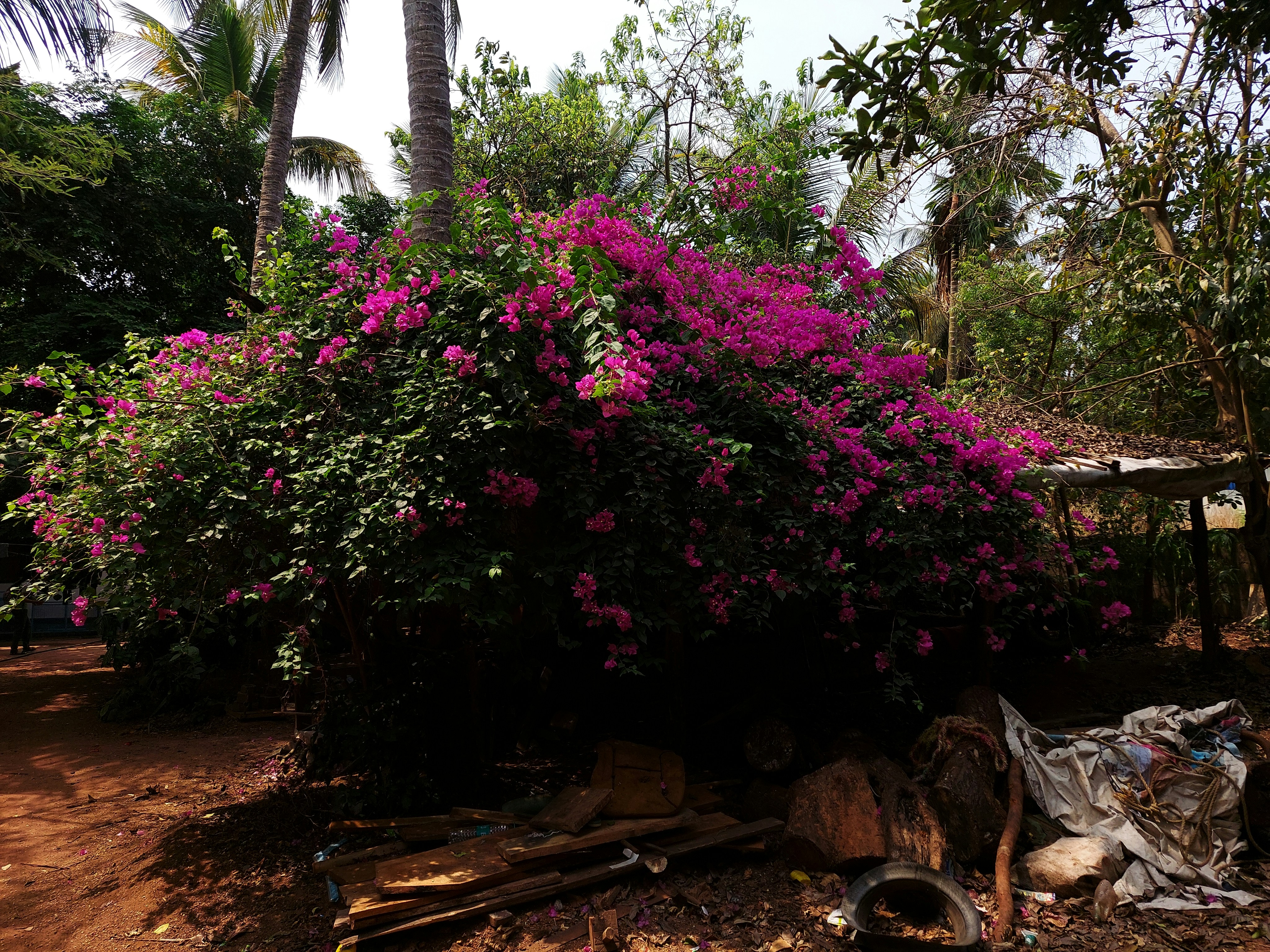 Vibrant Bougainvillea Oasis in Rustic Setting