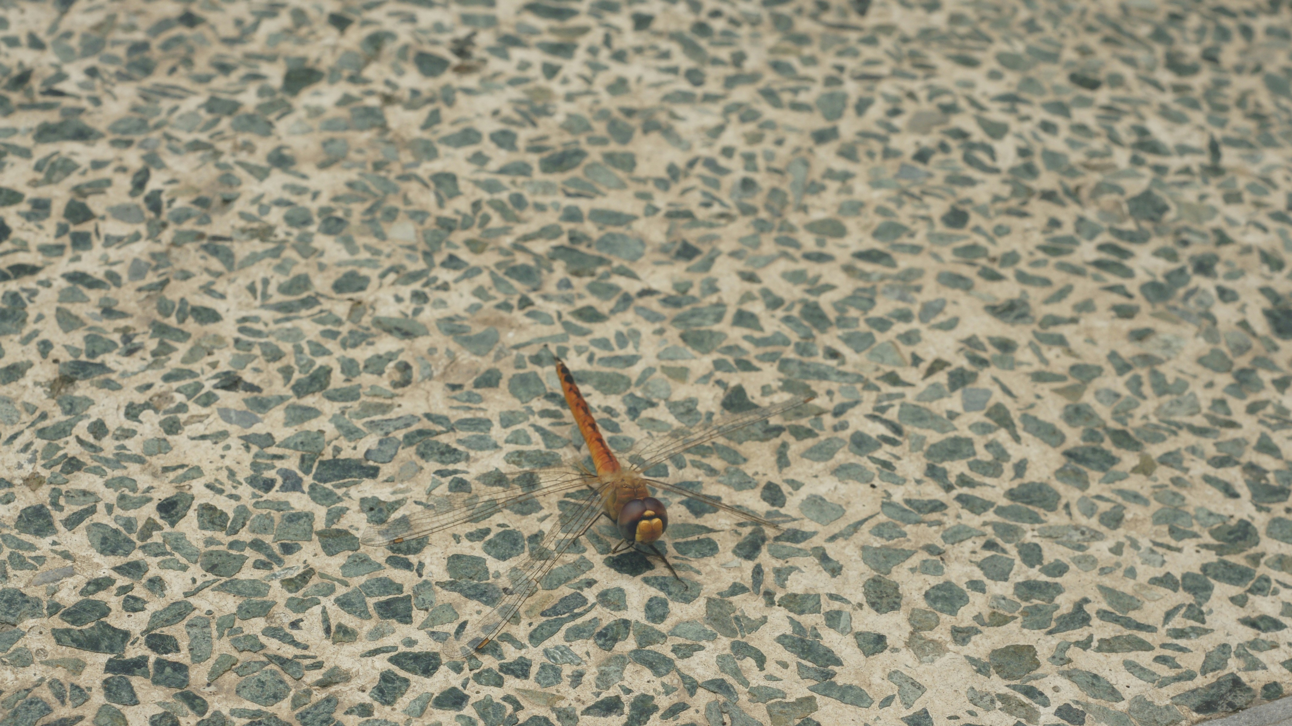Copper Dragonfly on a Pebble Mosaic