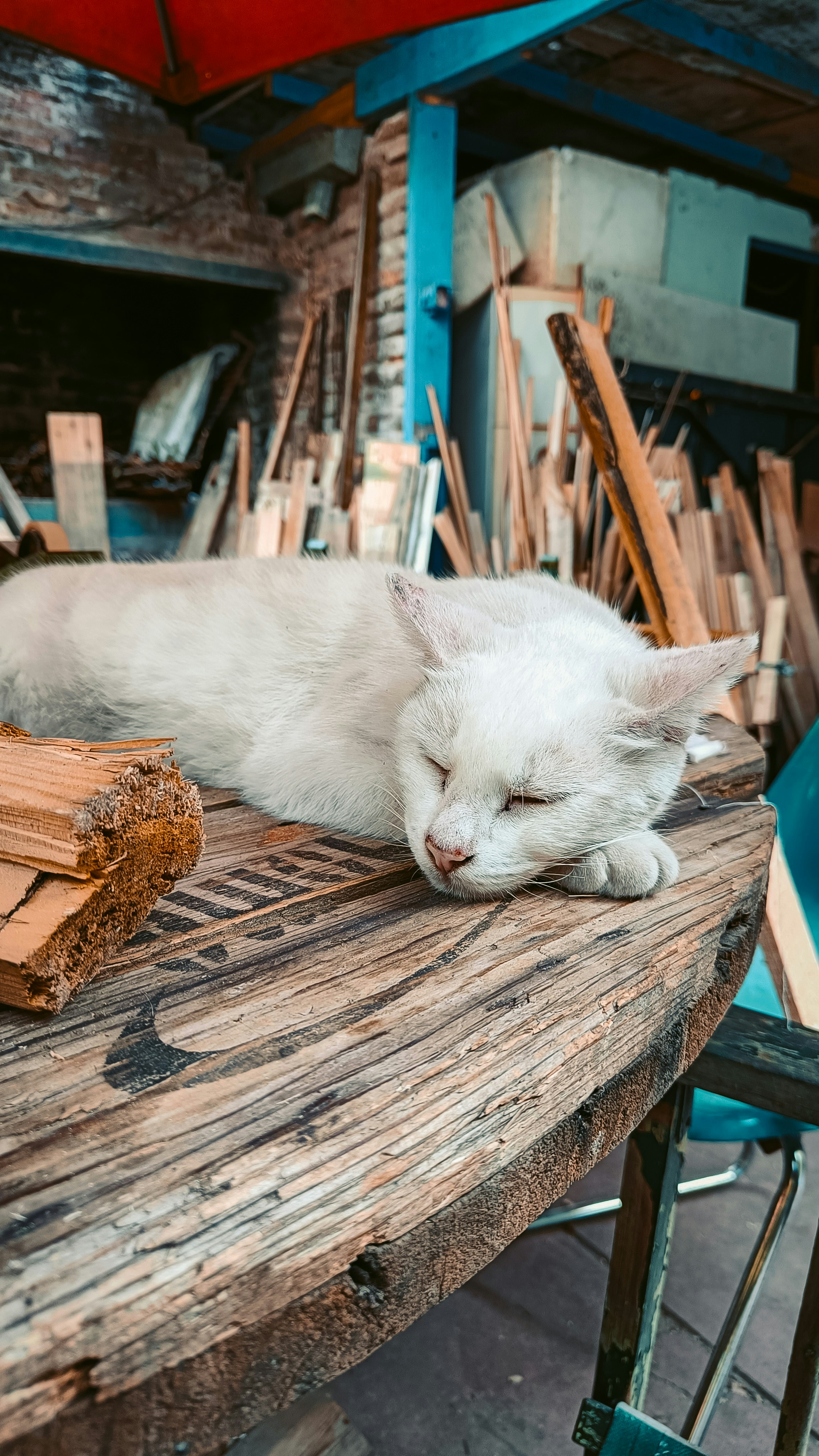 A white cat naps on a rough wooden workbench amidst scattered boards in a cluttered woodshop.
