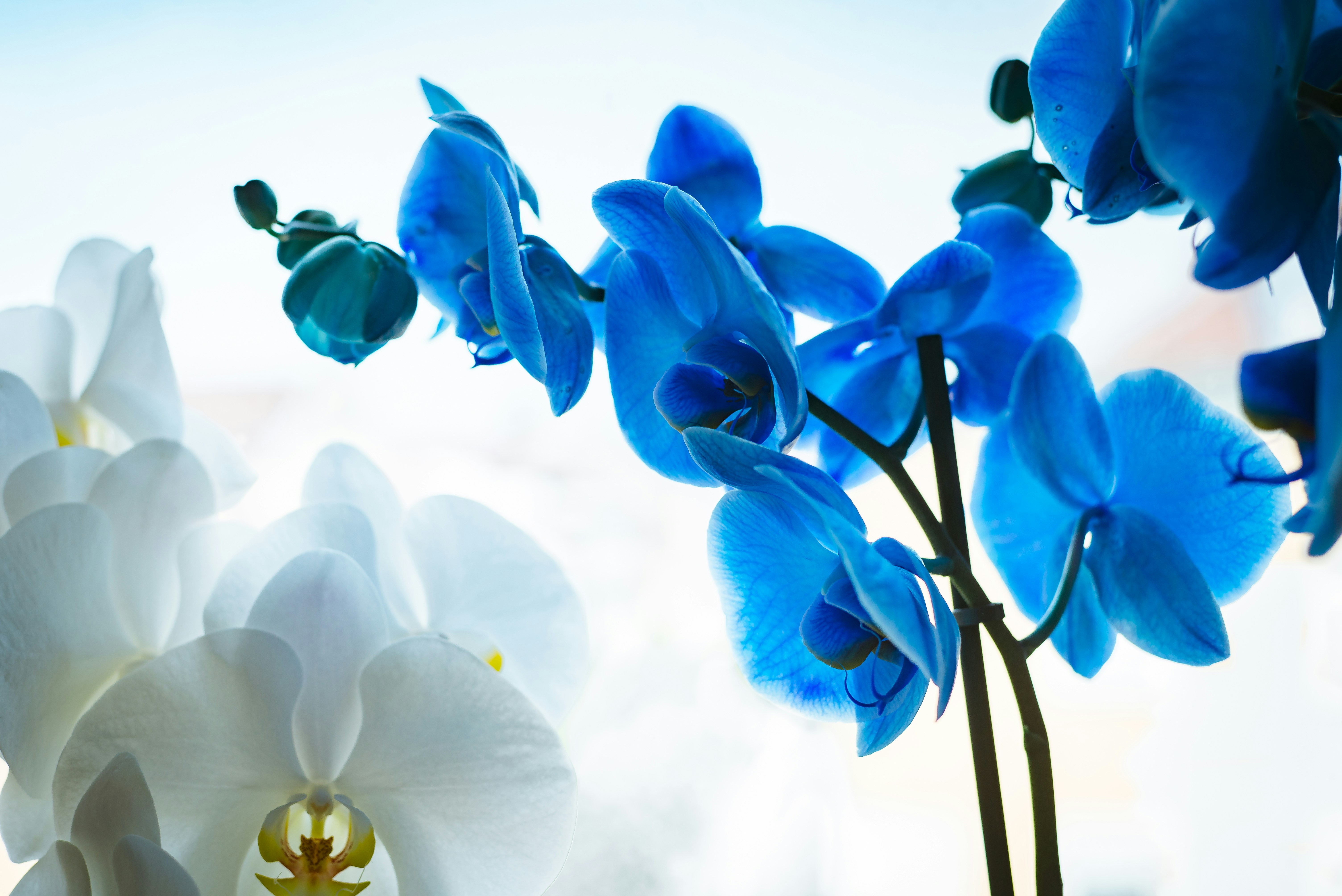 White and Blue Orchid Plants