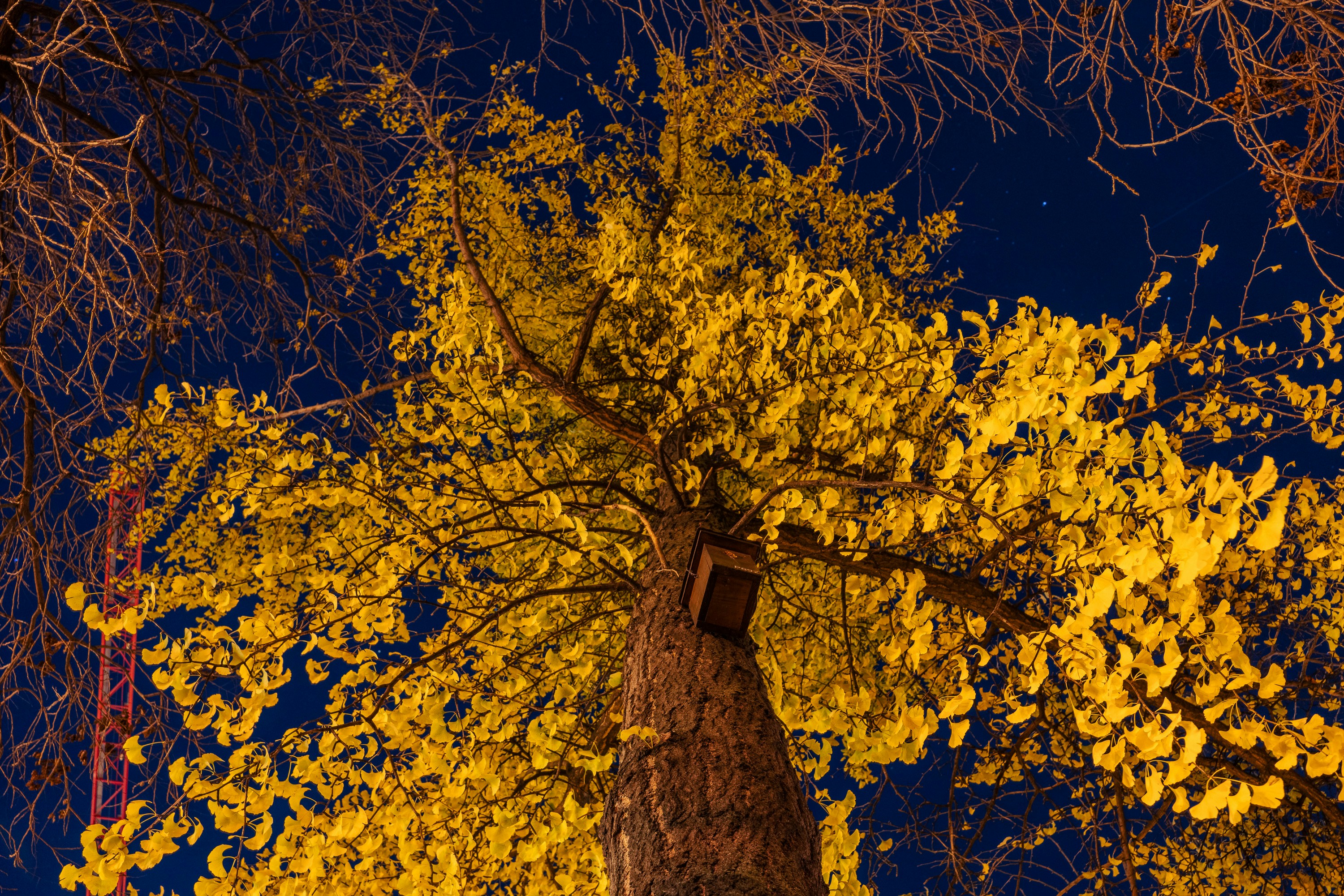 Amber Canopy Under Nightfall: A Tall Tree Wrapped in Warm Light