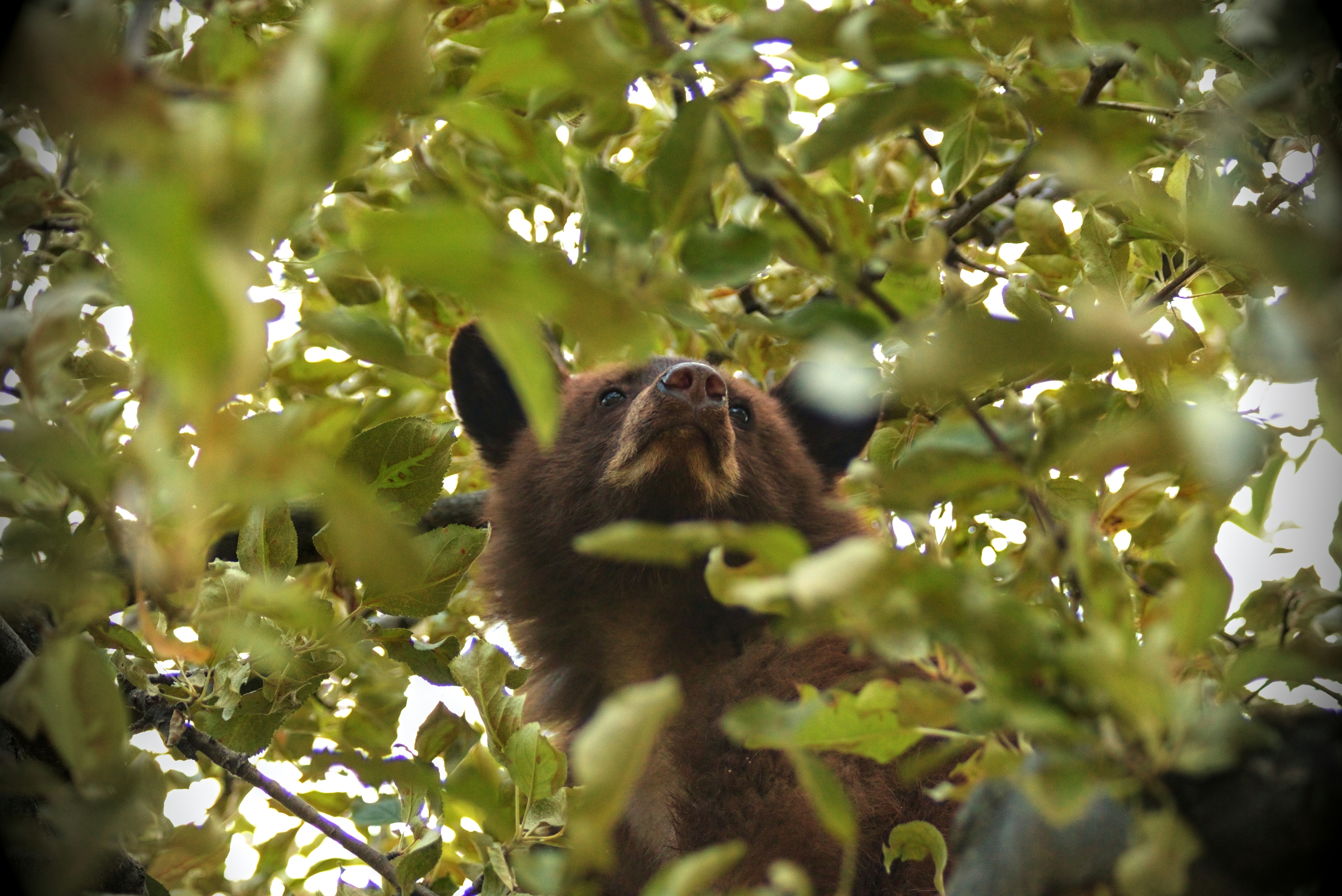 A small brown animal in a tree looking up photo – Free Green Image on ...