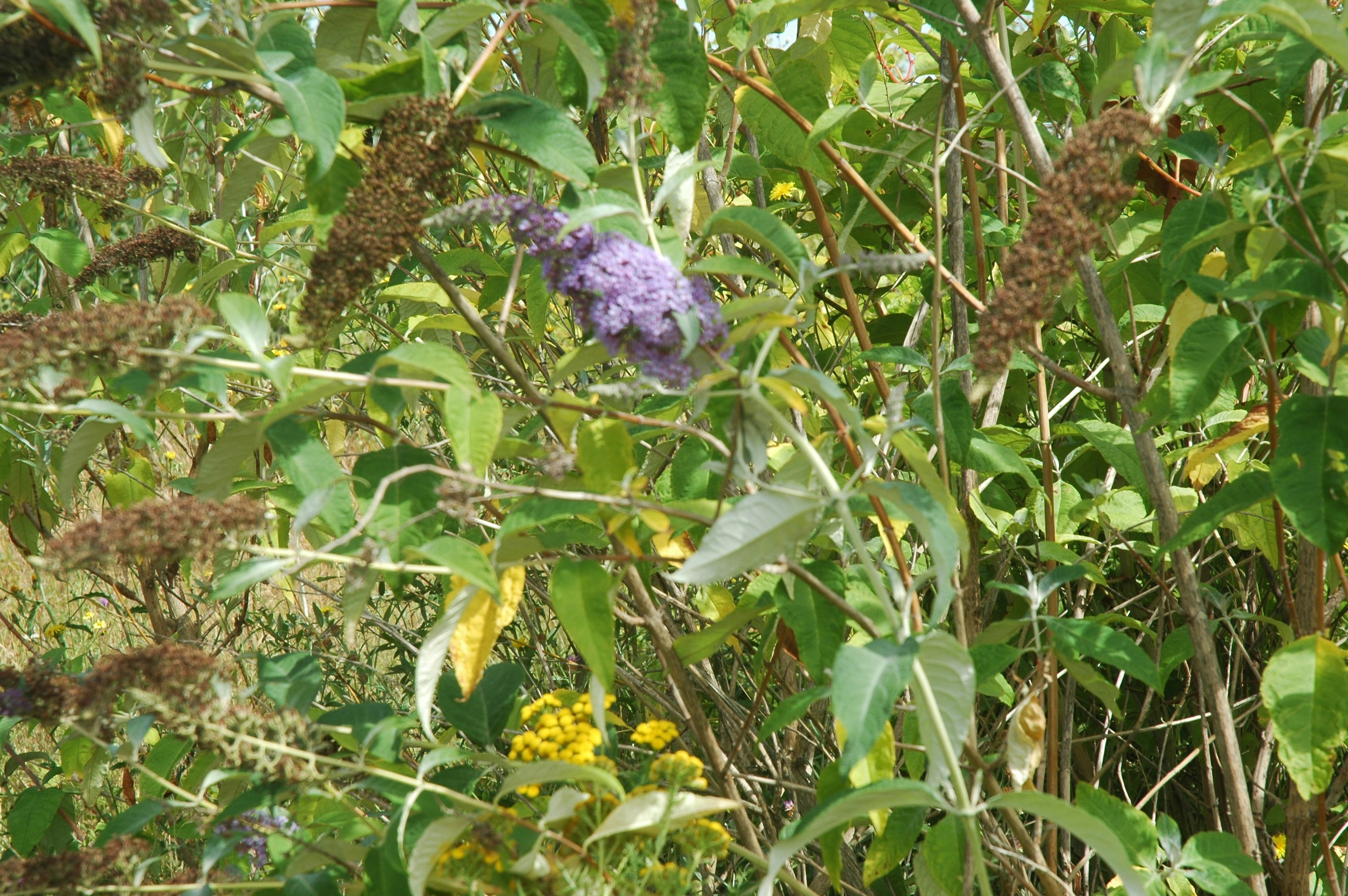Purple bloom in a sunlit hedge: a quiet burst of color among green tendrils