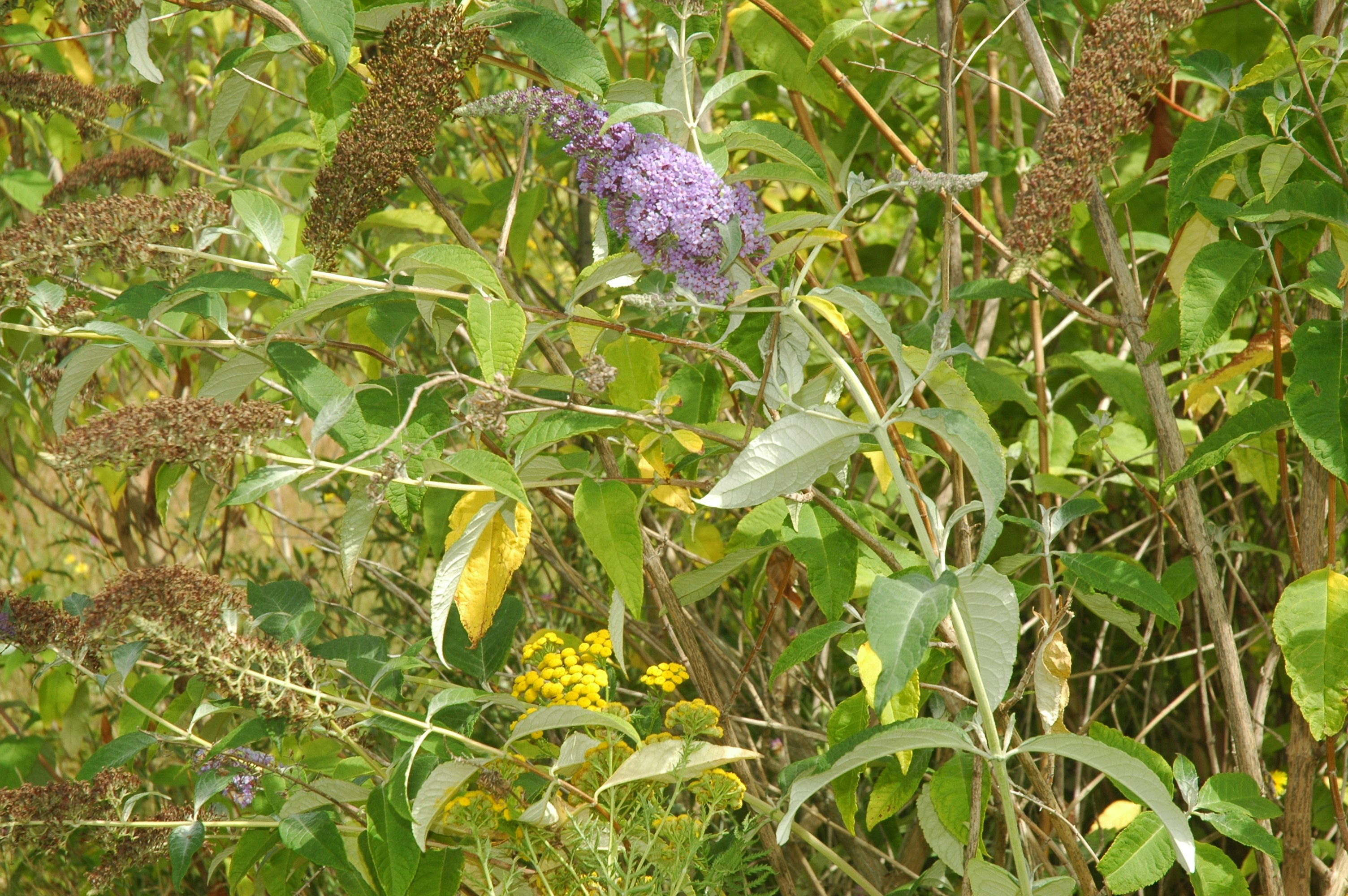 Purple Inflorescence in a Green Tangle