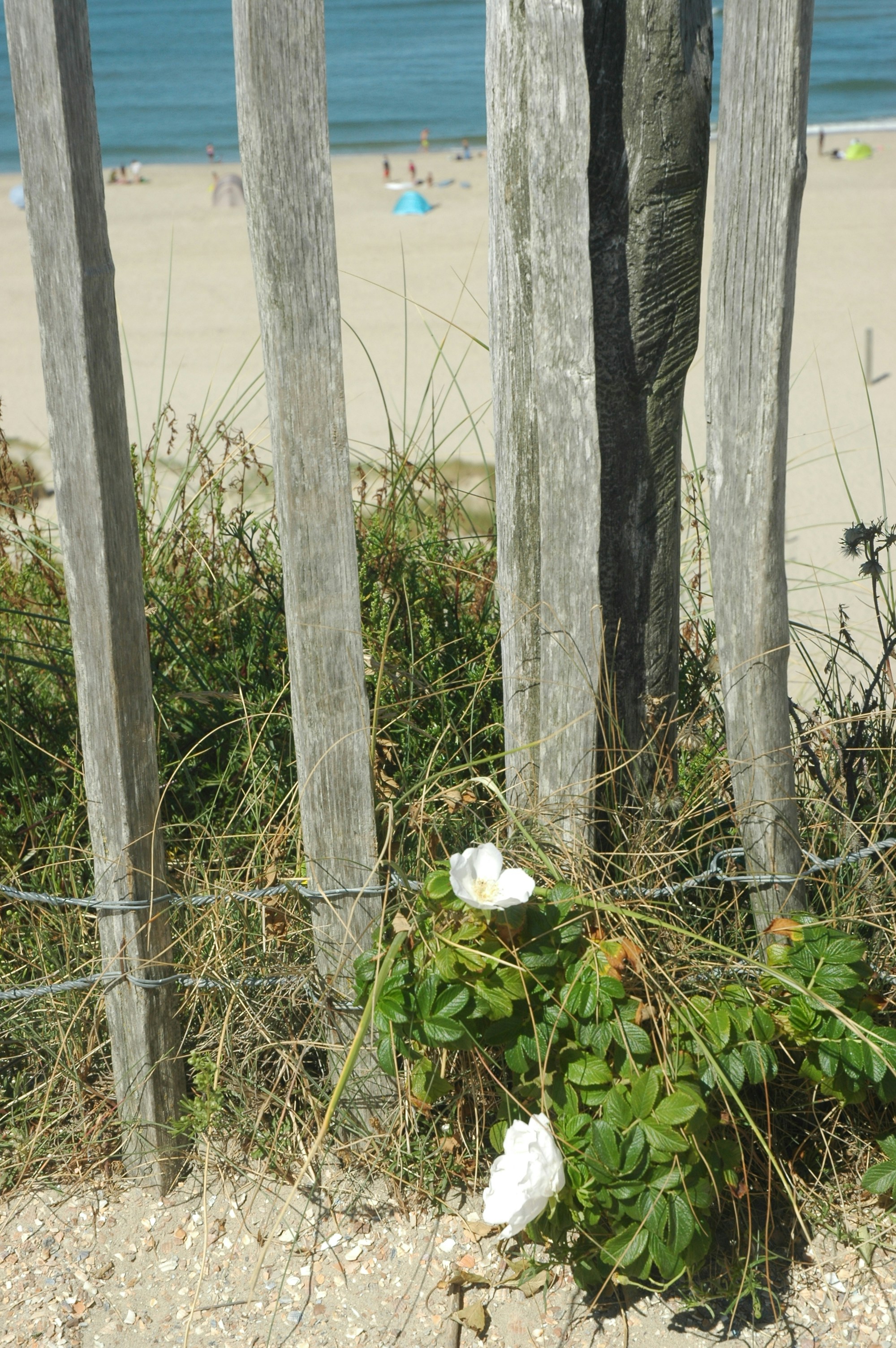Weathered Fence, White Blooms, and a Quiet Beach Vista