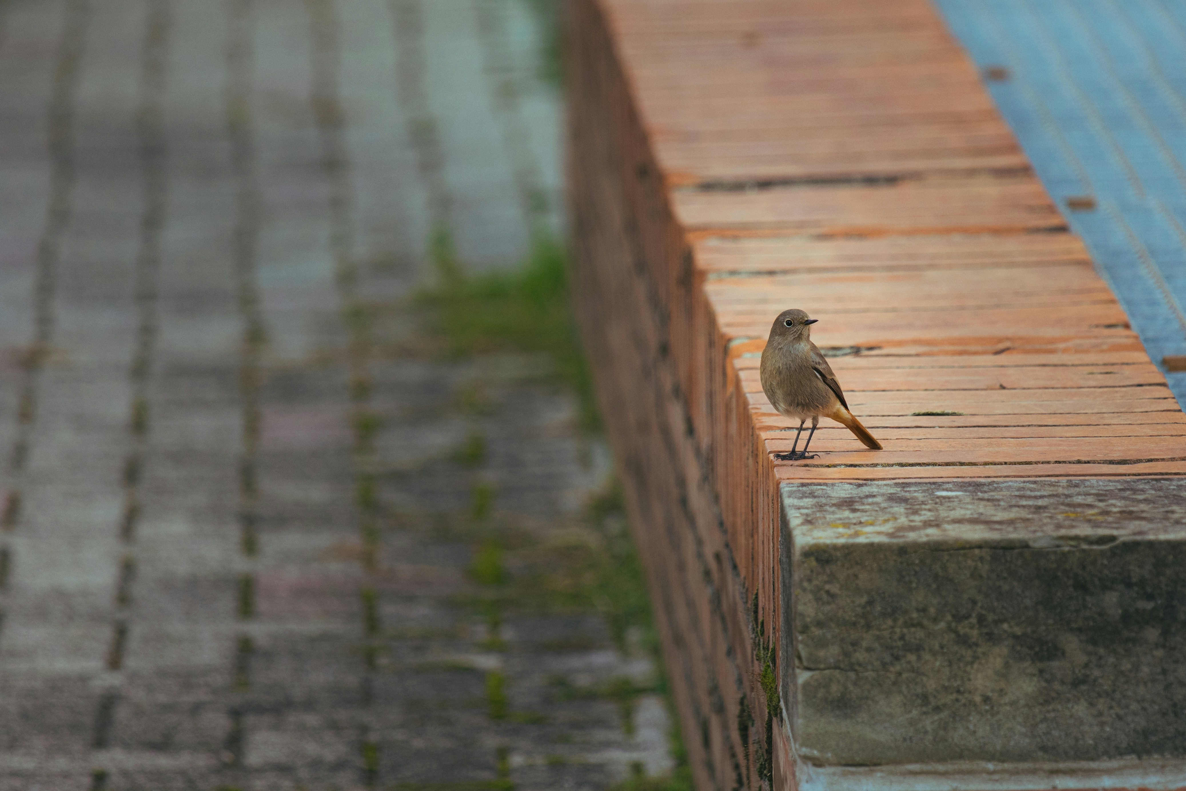 On the Edge: A Small Warbler Pauses at the Brick Lip