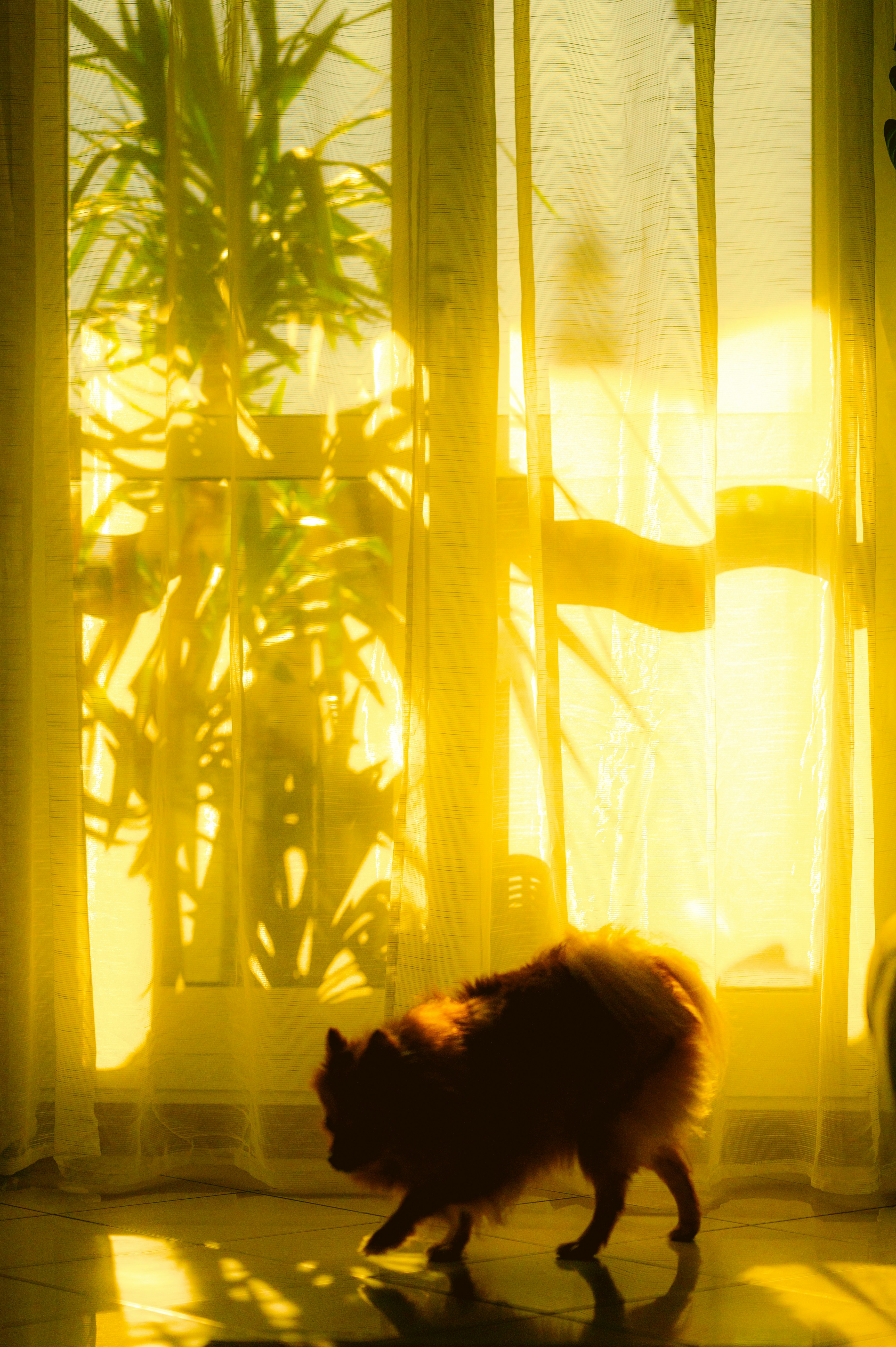 Sunlit Silhouette: A Cat's Quiet Crossing Through Golden Curtains