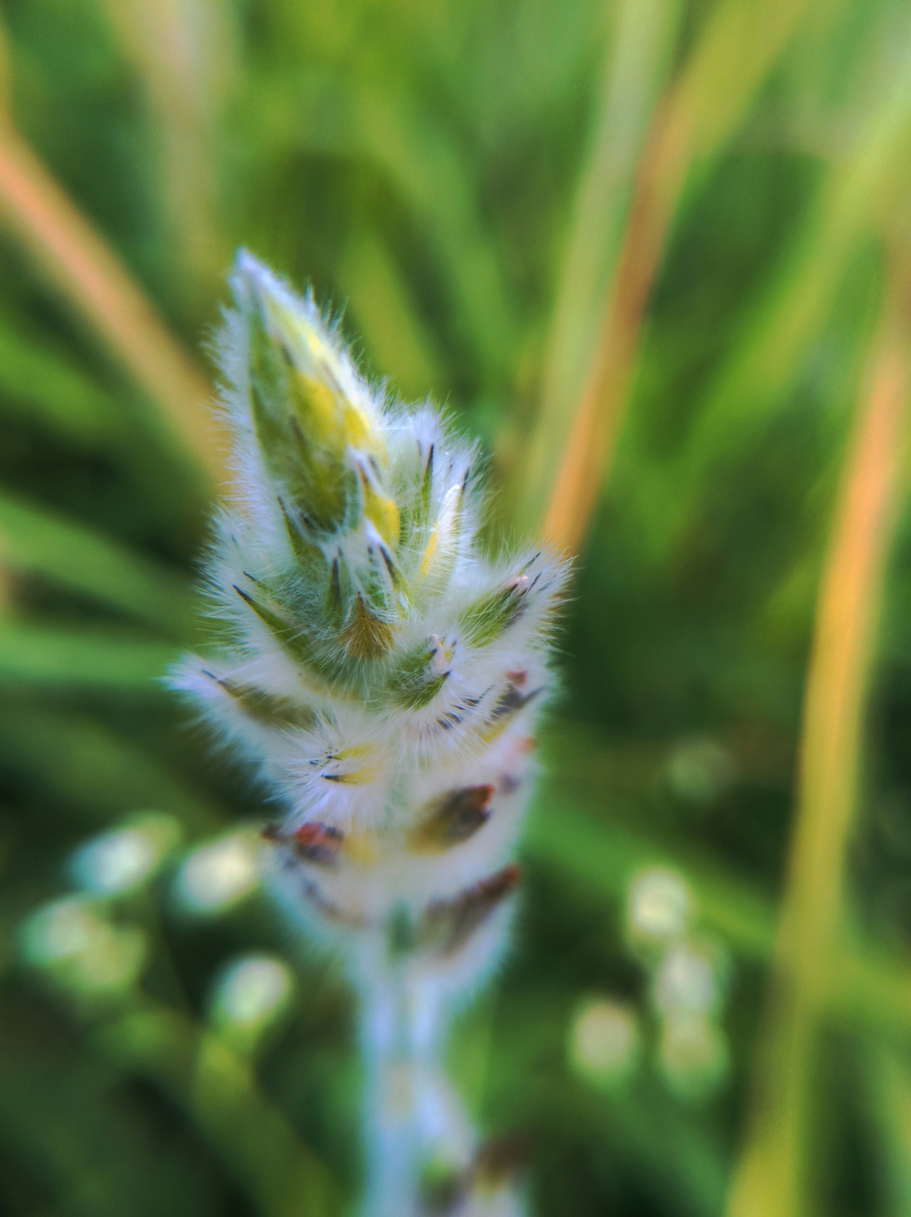 Whispers of Nature: The Delicate Flora