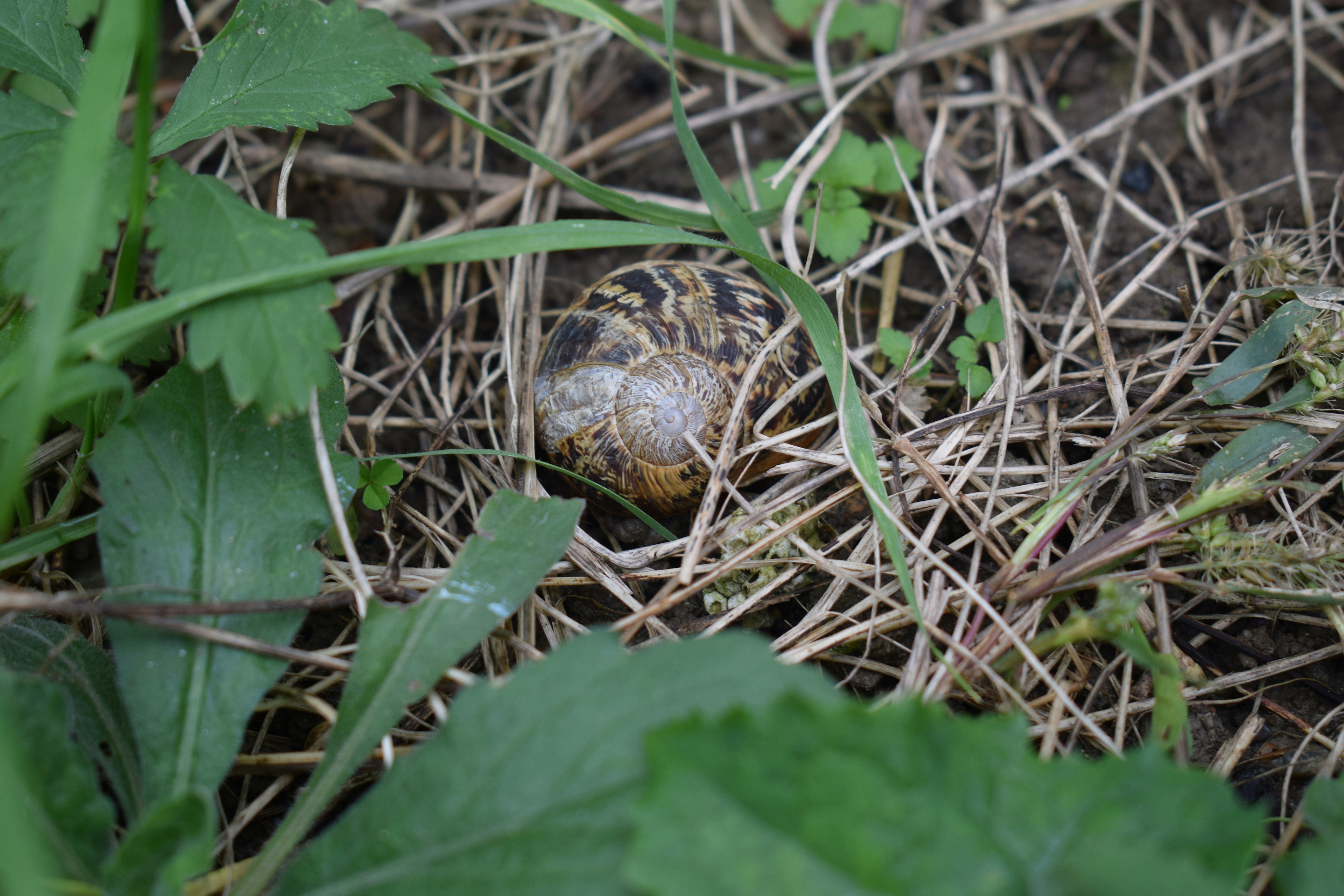 A close up of a small animal in the grass photo – Free Animal Image on ...