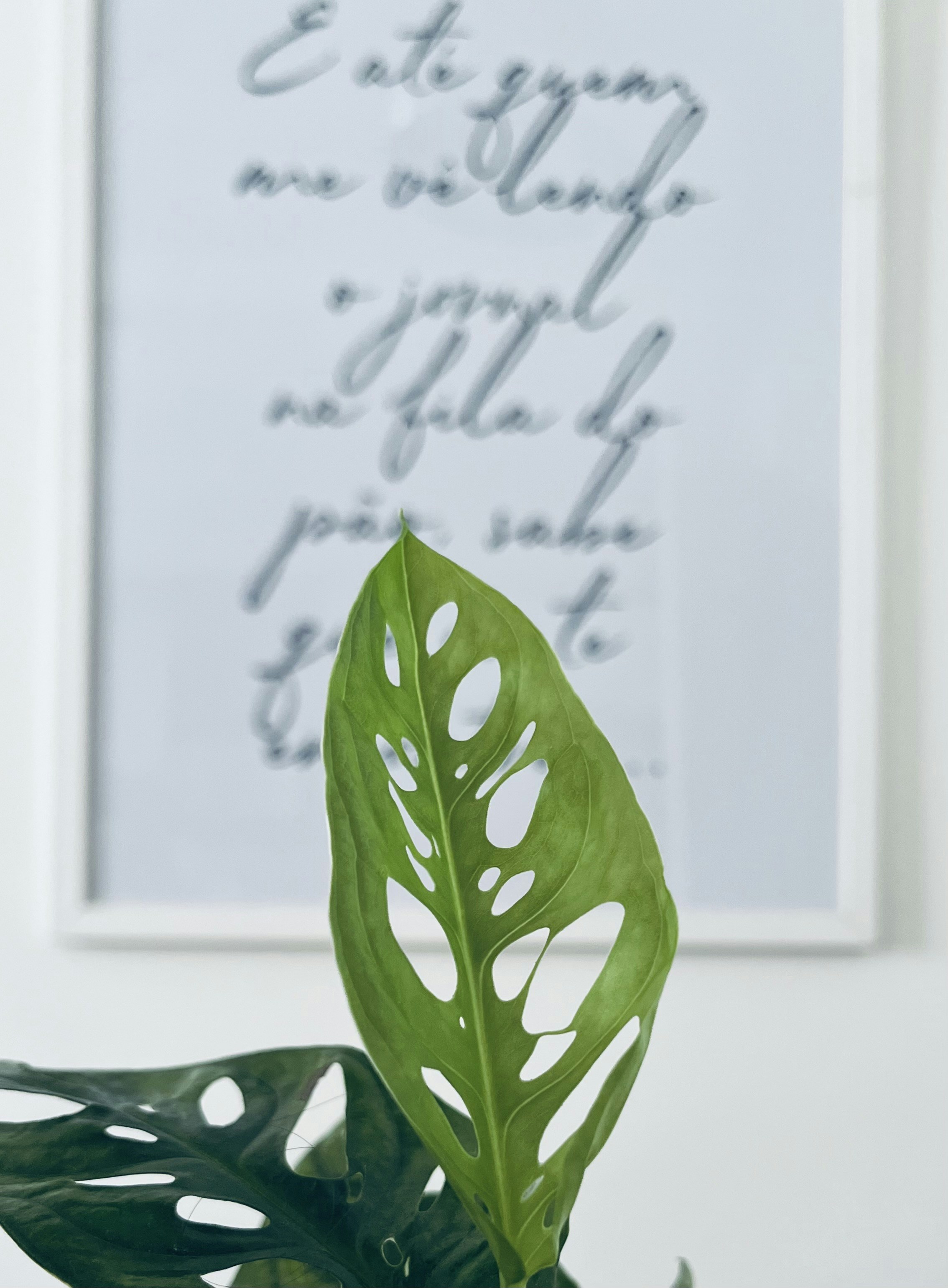 Monstera in Focus: Green Leaf Against a Framed Script Backdrop