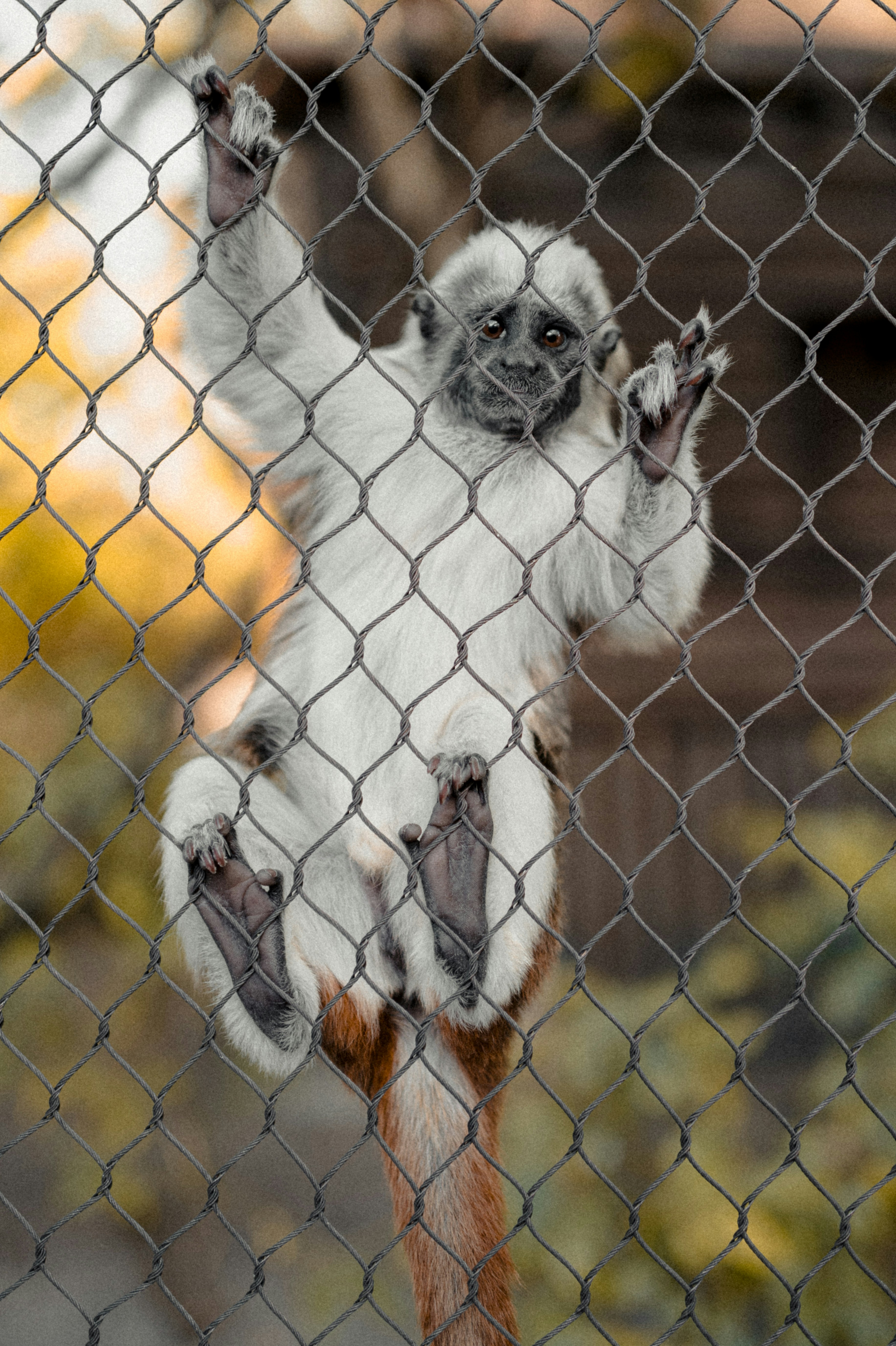 Close-up photograph of a white-faced monkey clinging to a chain-link fence, its face and hands pressed against the mesh with a blurred autumn background.