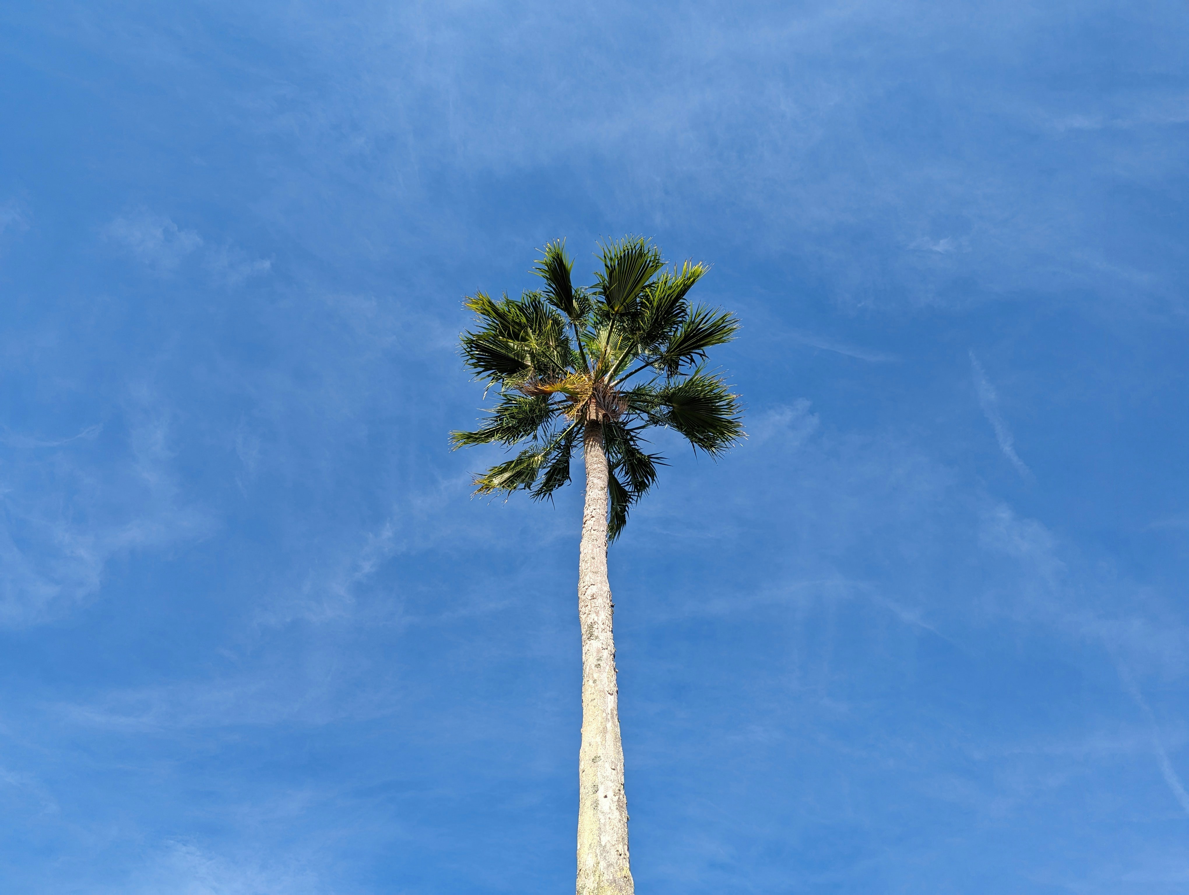 Tall palm tree swaying gently against a clear blue sky, showcasing nature's elegance and resilience.