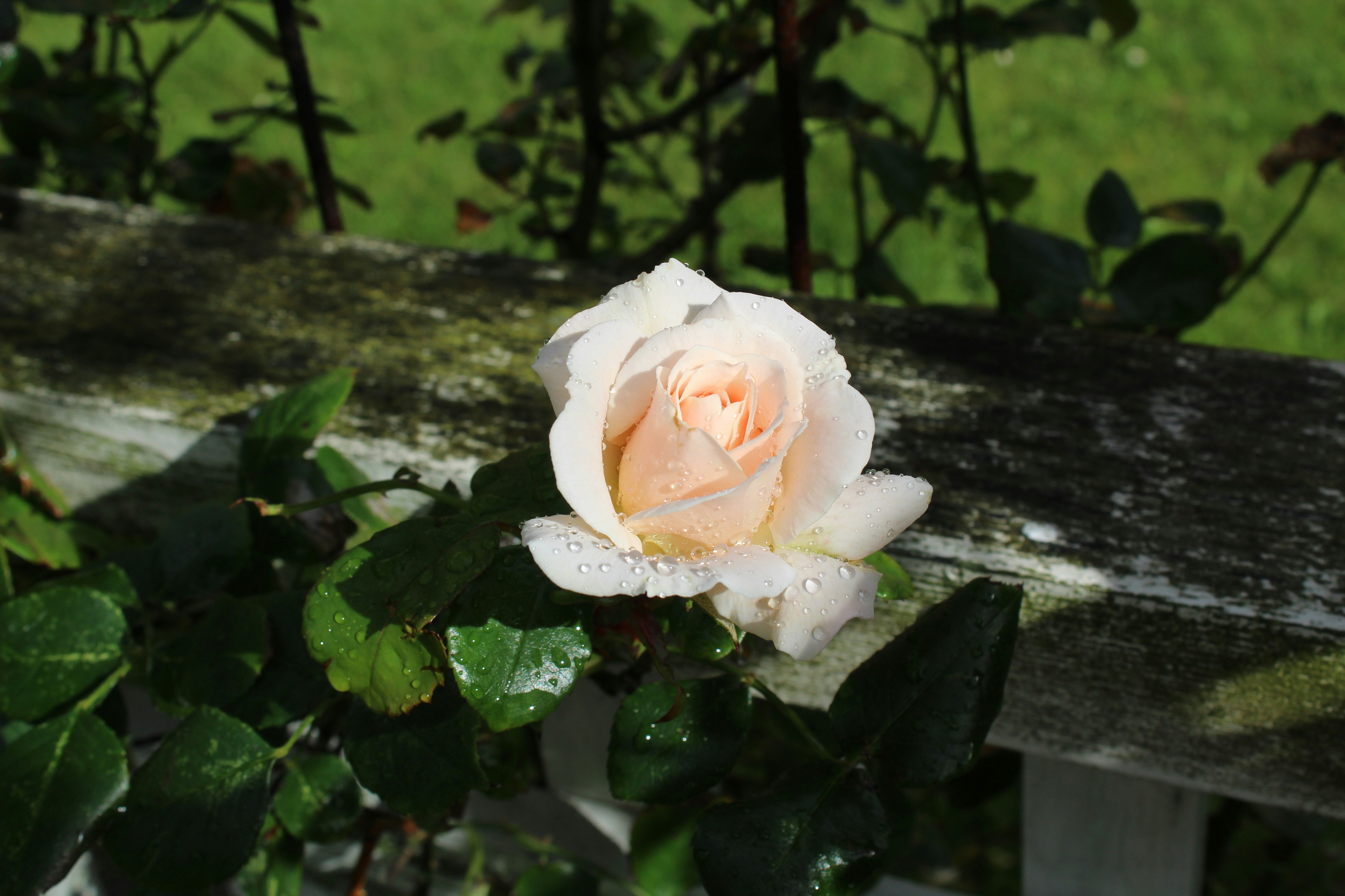 White rose resting on a weathered wooden bench surrounded by lush greenery.
