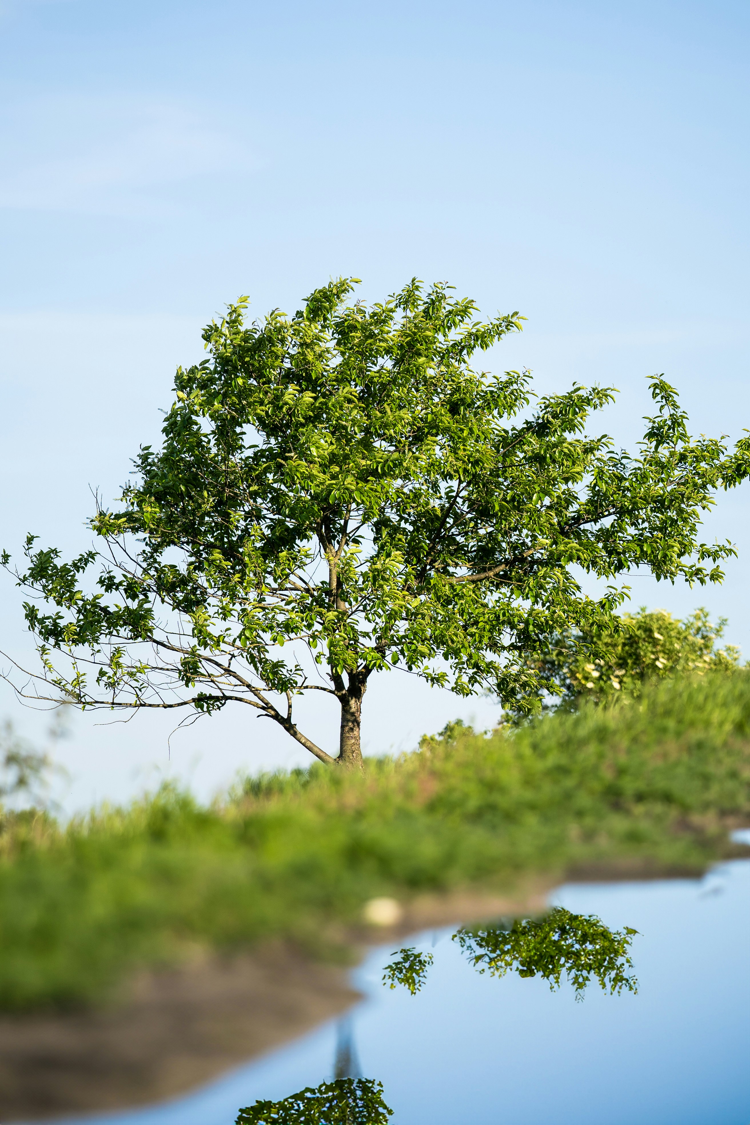 A lone tree is reflected in a pool of water photo – Free Green Image on ...