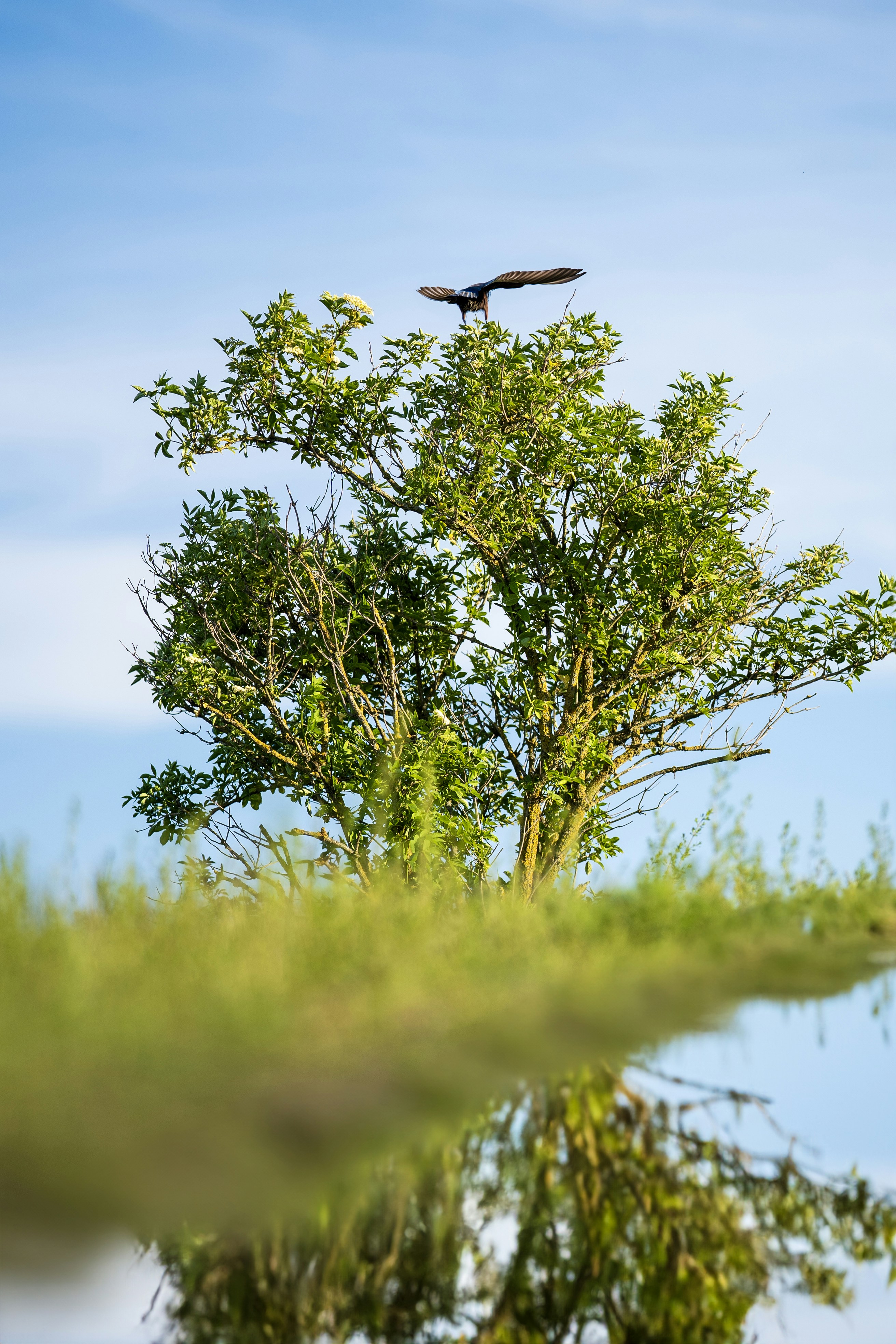 A bird flying over a tree with a reflection in the water photo – Free ...