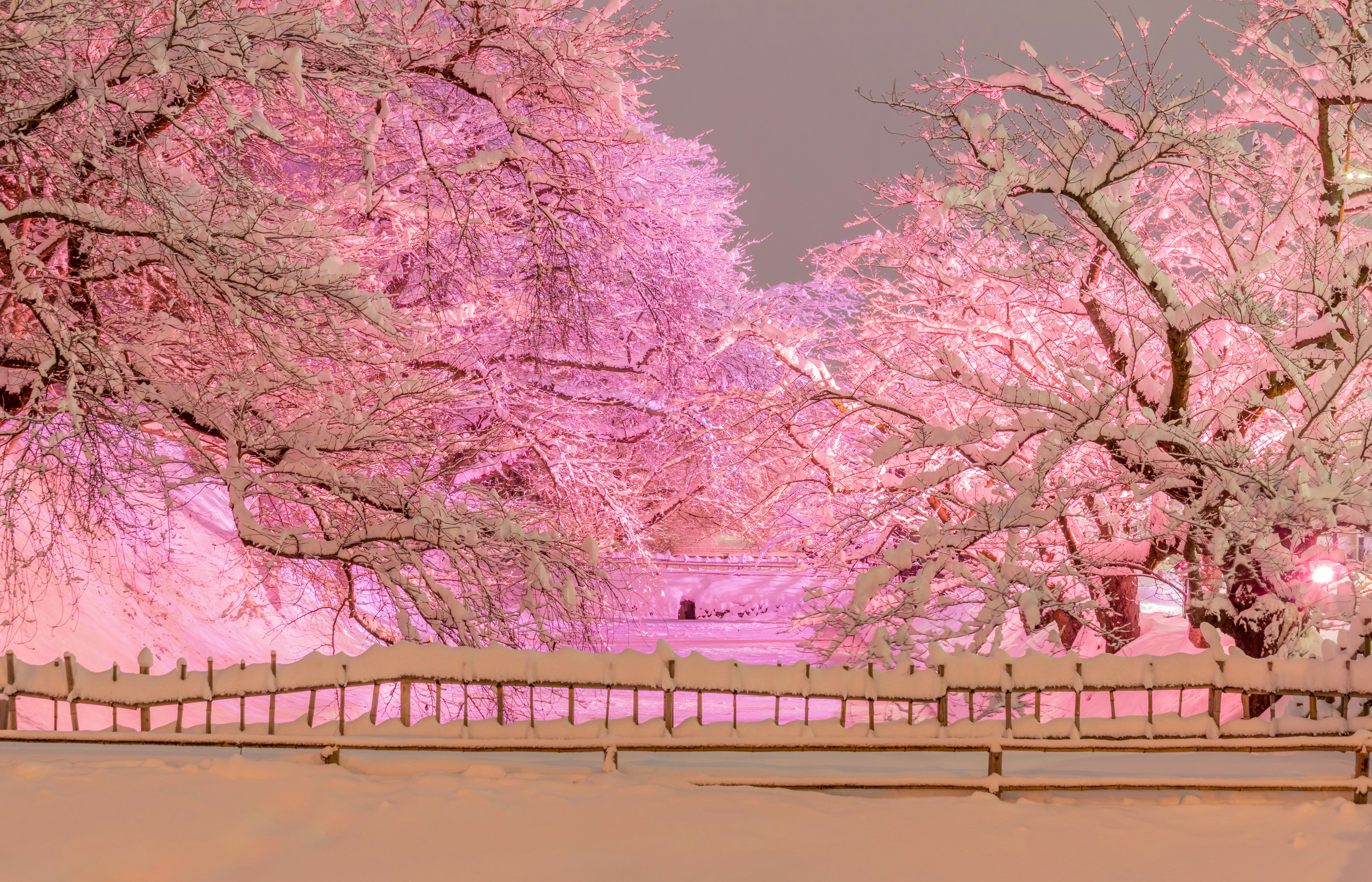Crimson Snow: A Pink-Glowing Winter Lane
