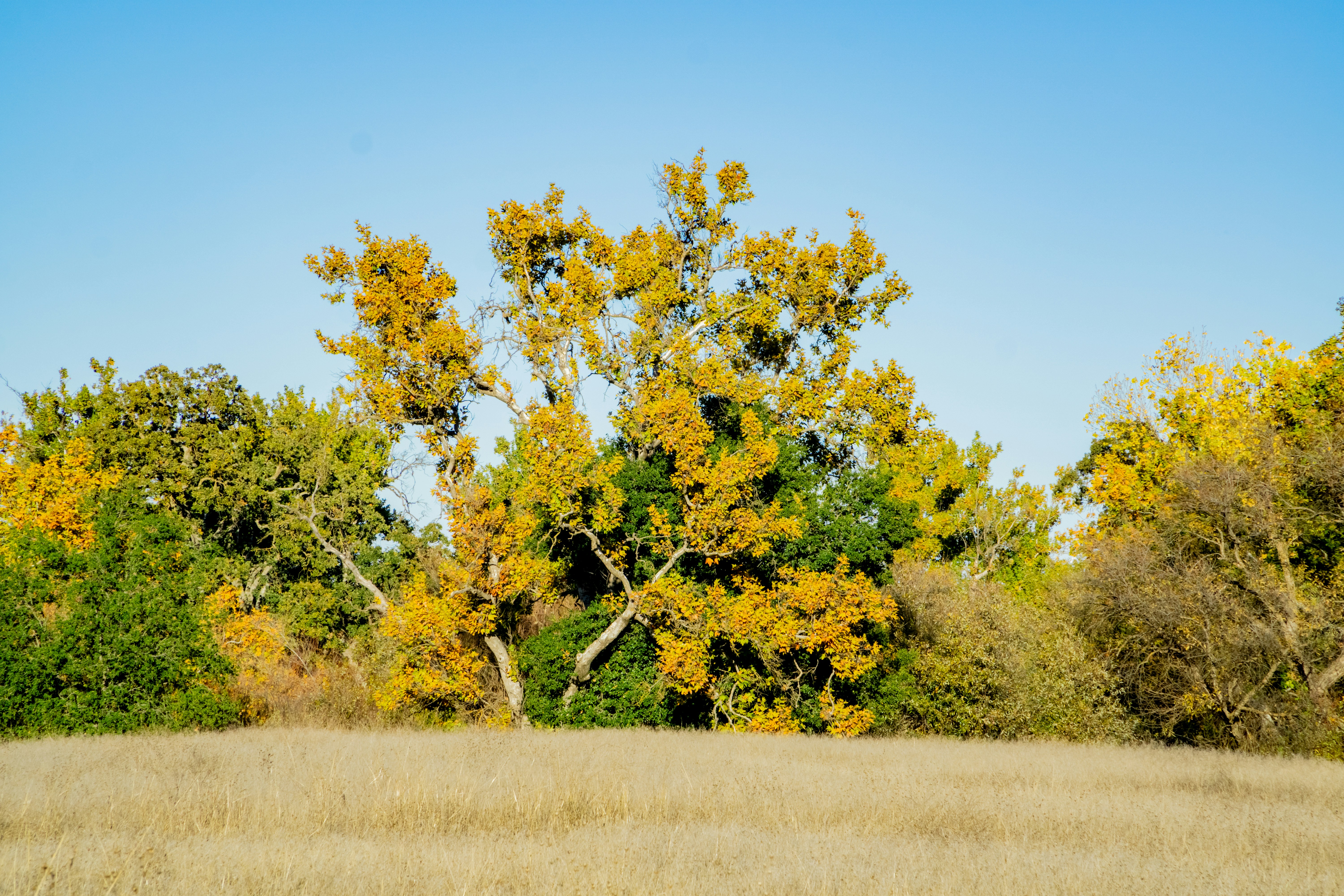 A grassy field with trees in the background photo – Free Autumn Image ...