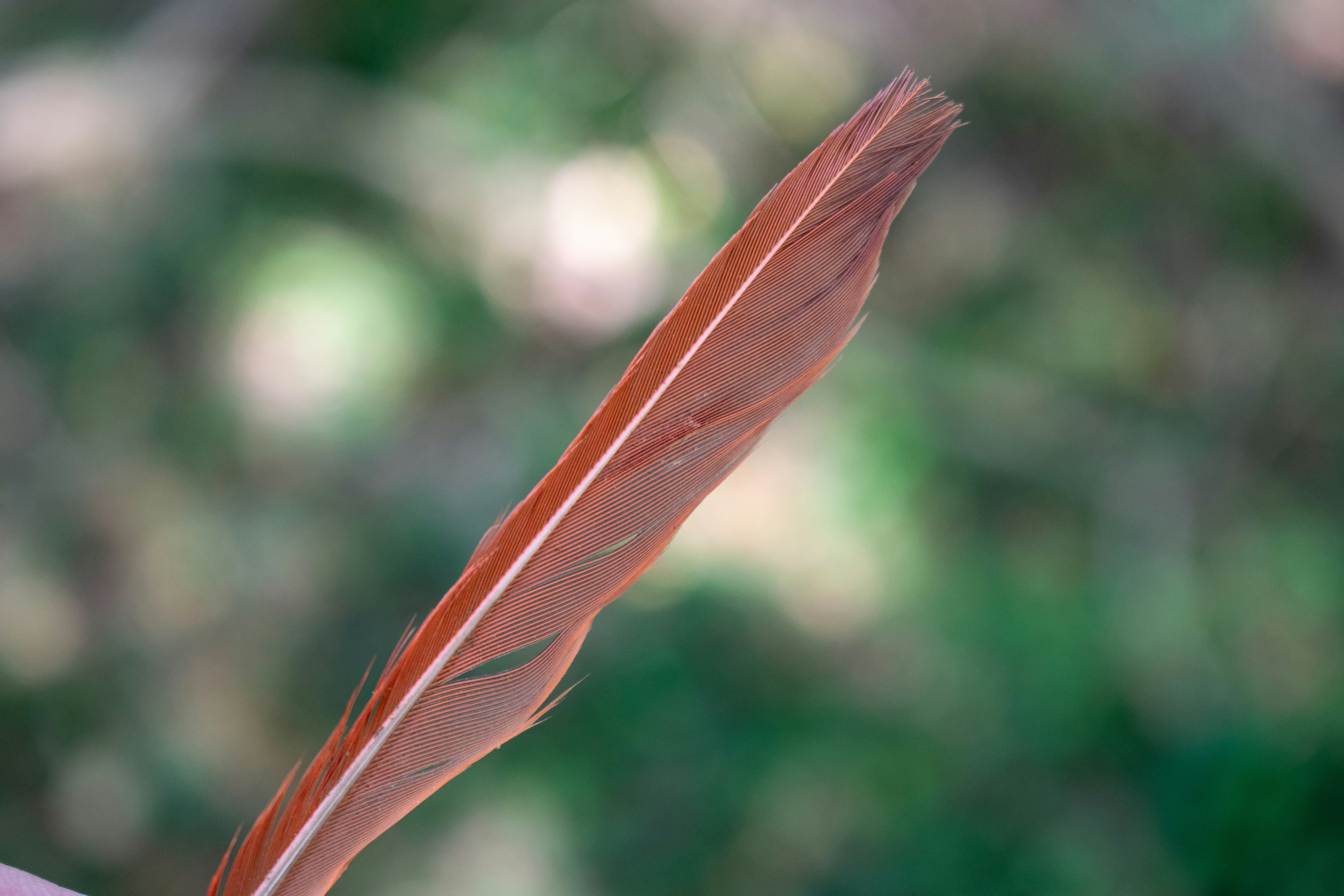 Crimson Feather in a Velvet Green Bokeh