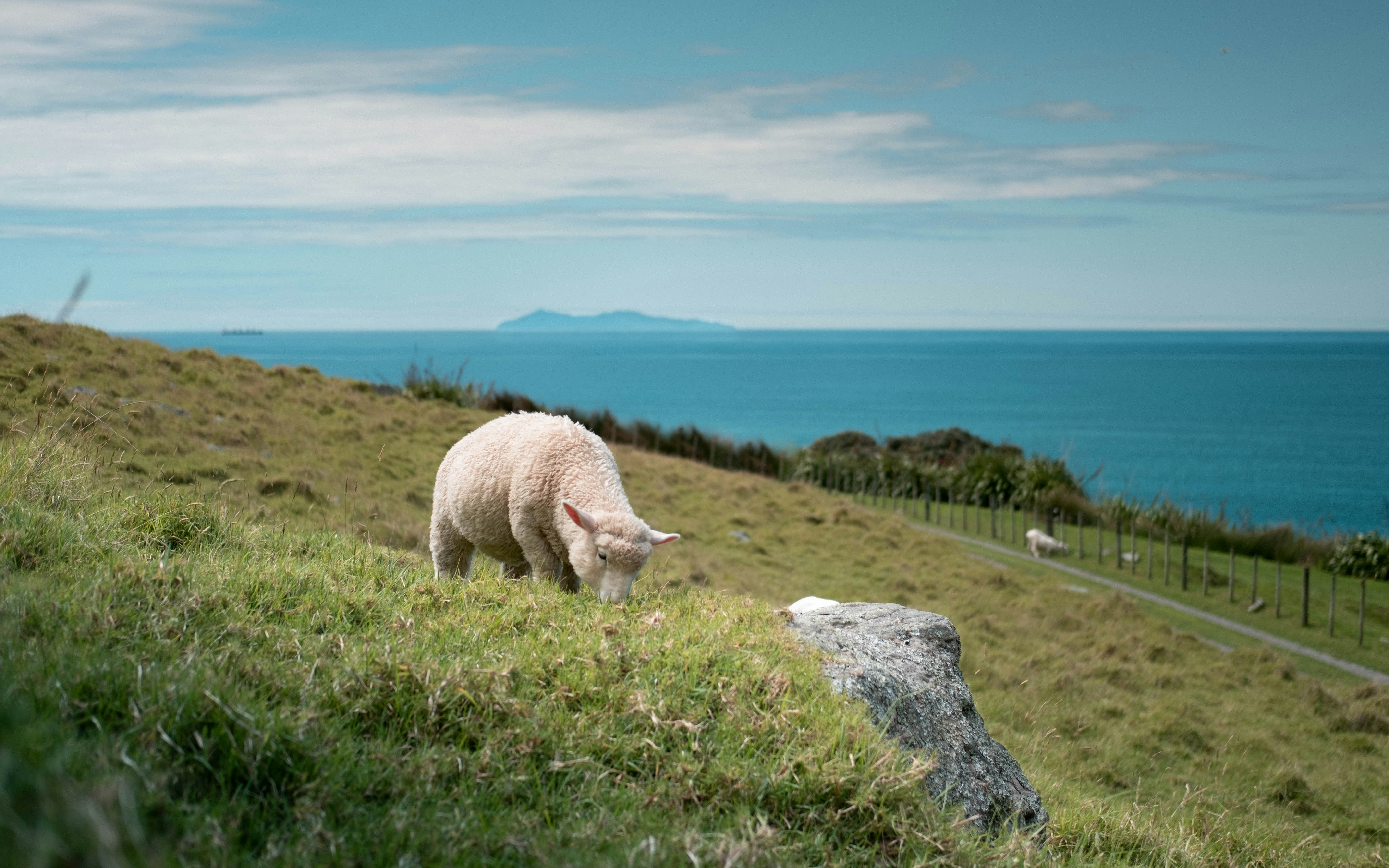 a sheep grazing on a grassy hill overlooking the ocean