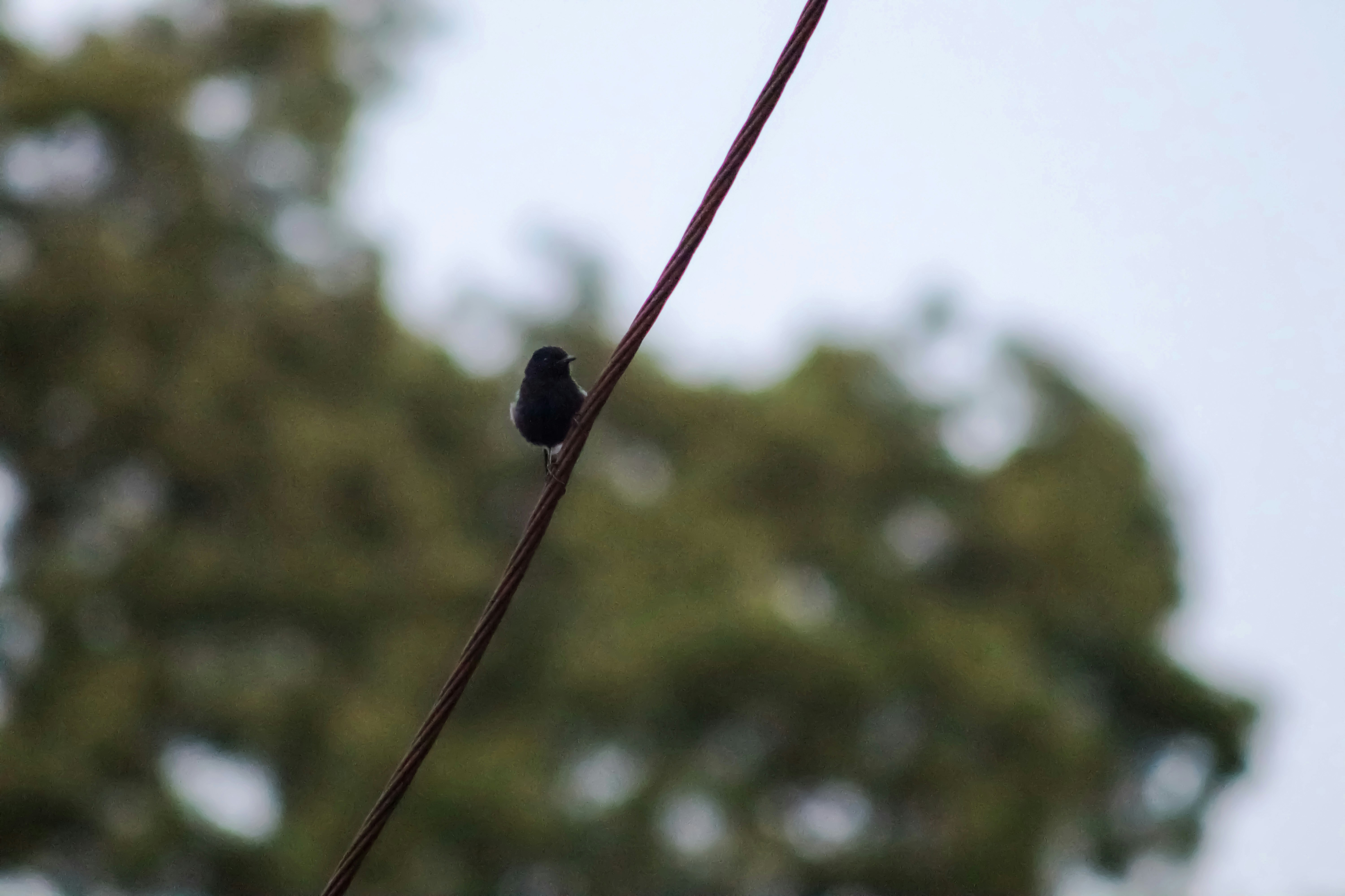 Photo by Pushpak Chavan with Canon EOS M50 Mark II