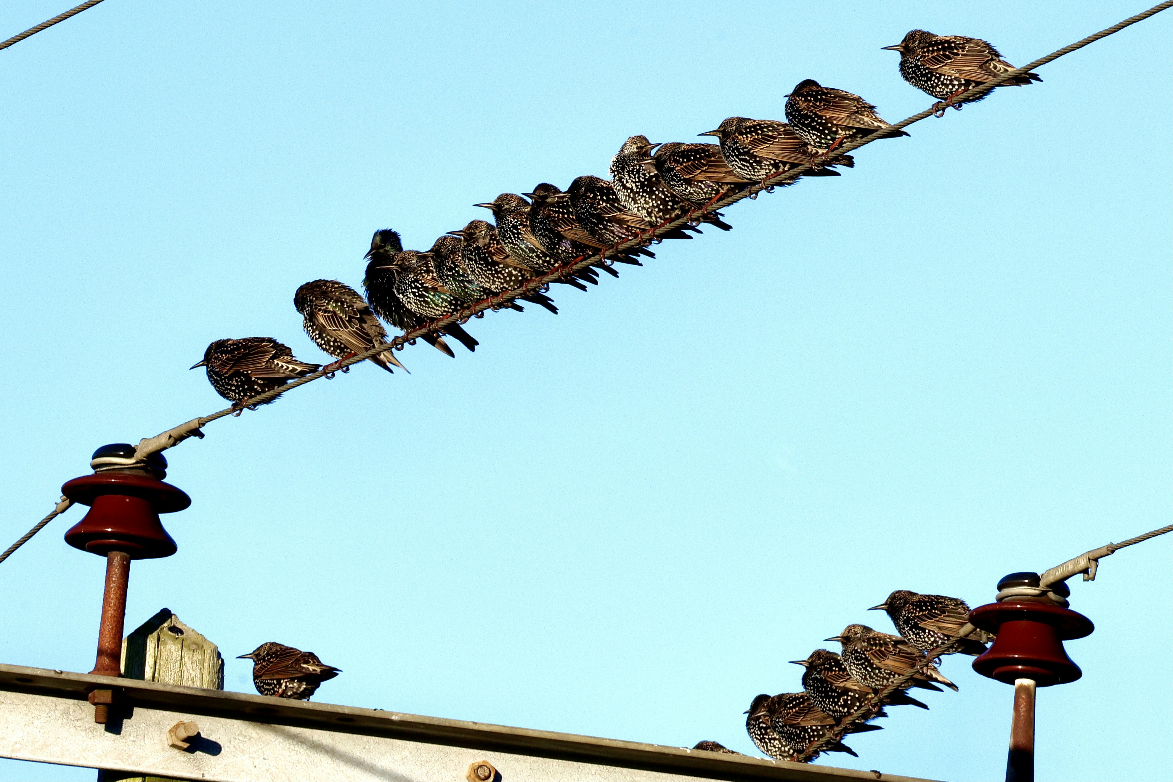 Cerulean Sky Sparrow Chorus: Perched Along a Quiet City Power Line