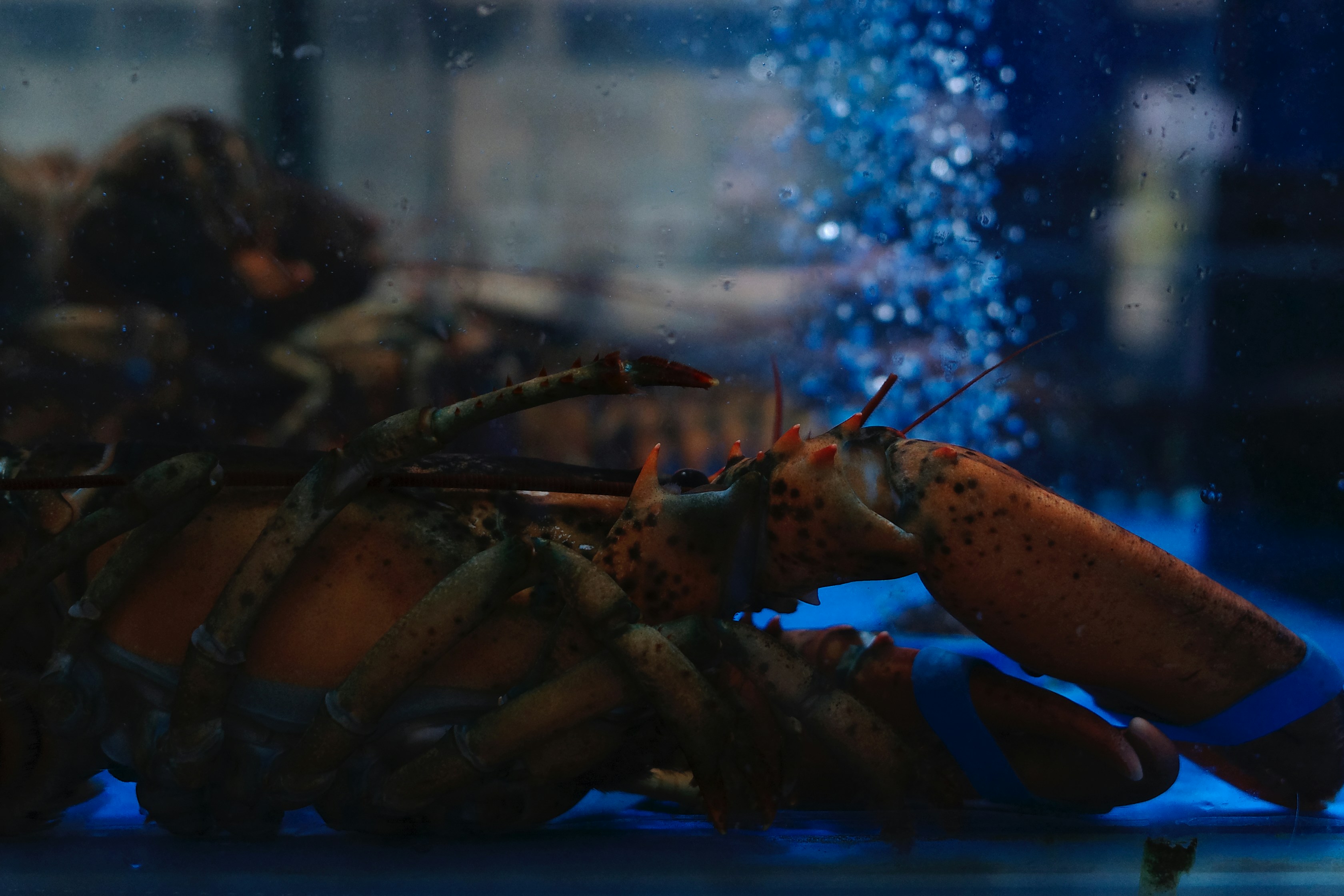 a close up of a lobster in a tank