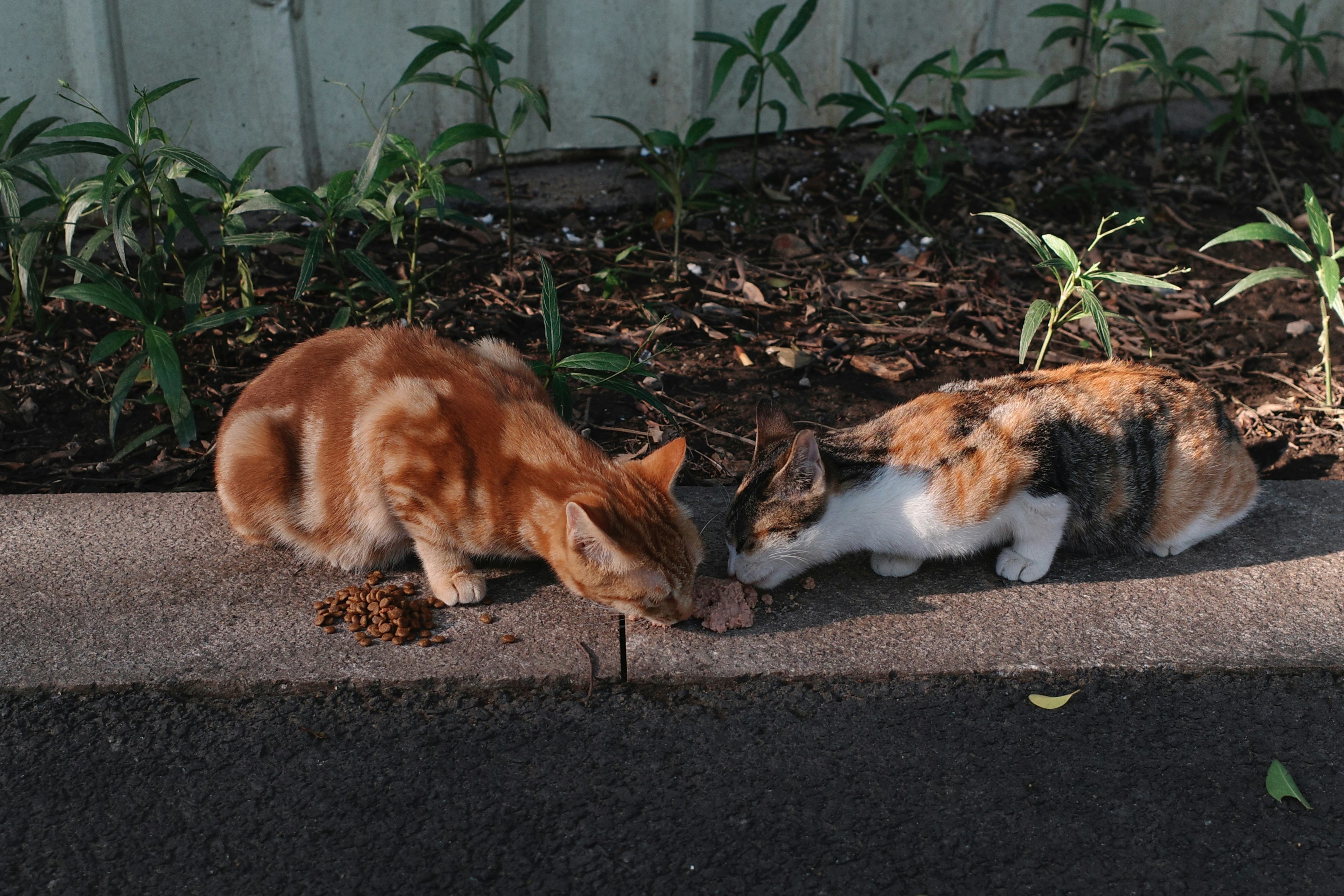 Curbside Curiosity: Two Cats Inspect a Ground Snack