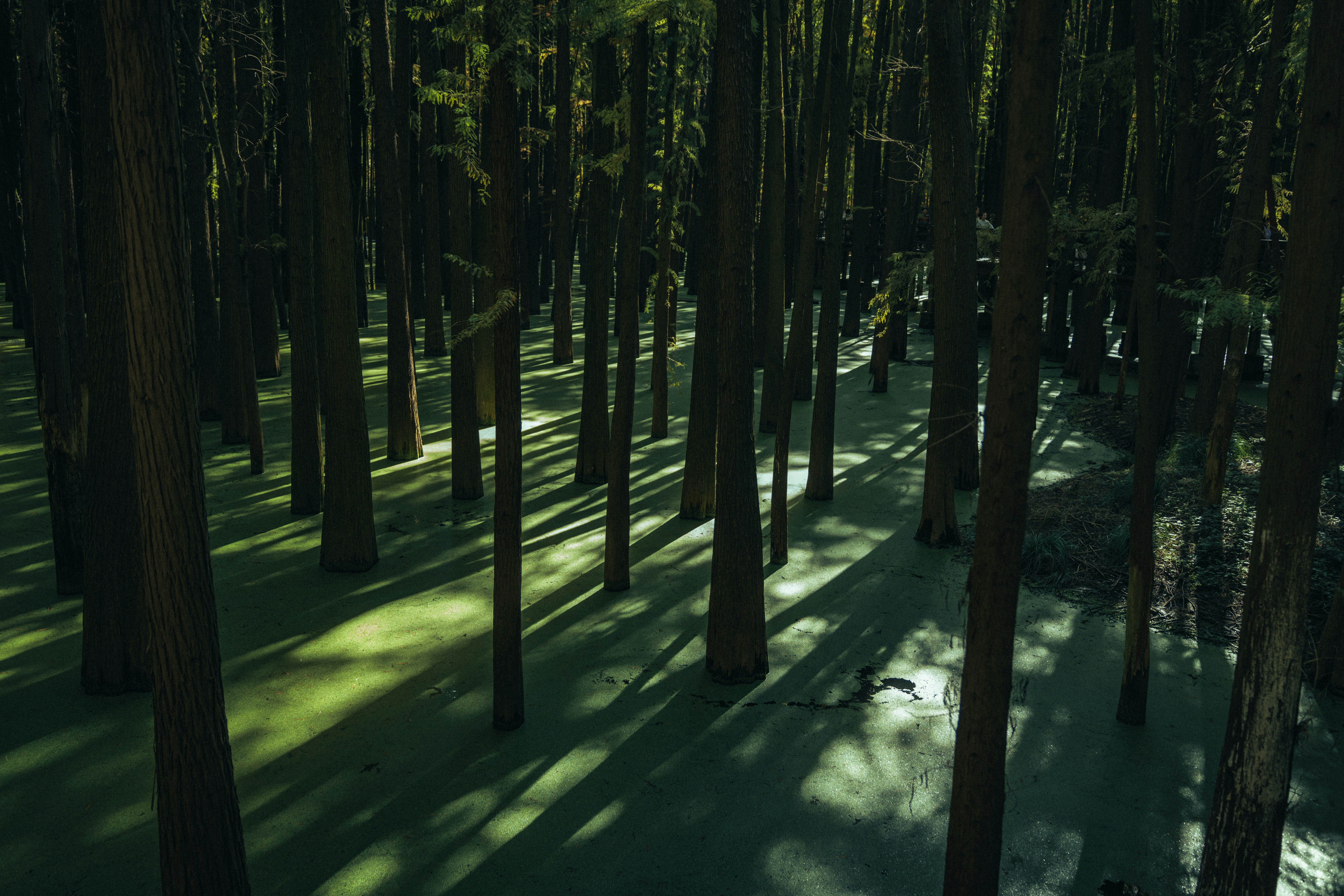 Sunlit Cathedral of Pines: Shadows on a Mossy Forest Floor