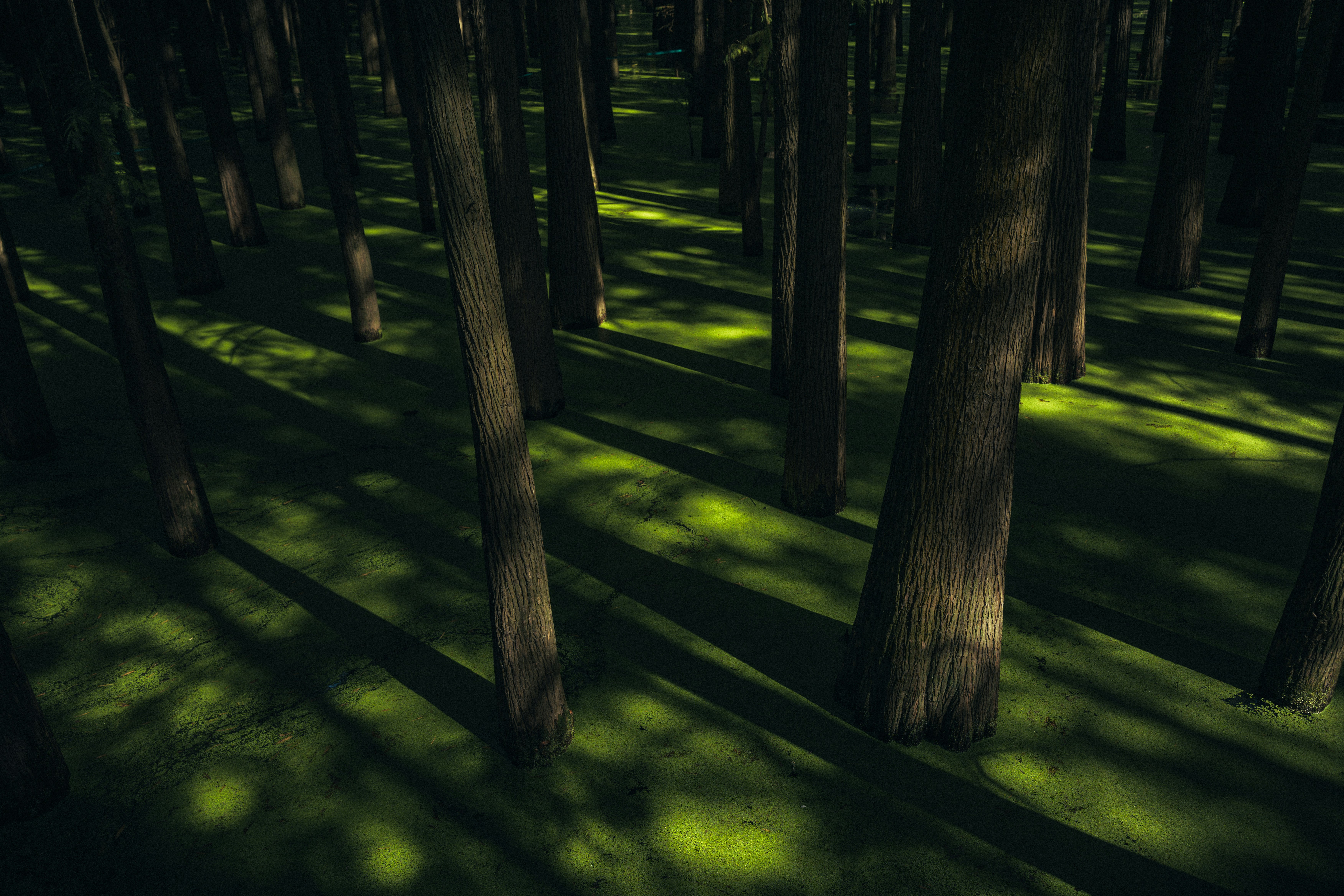 Emerald Lattice: Sunlit Shadows Between Pine Trunks