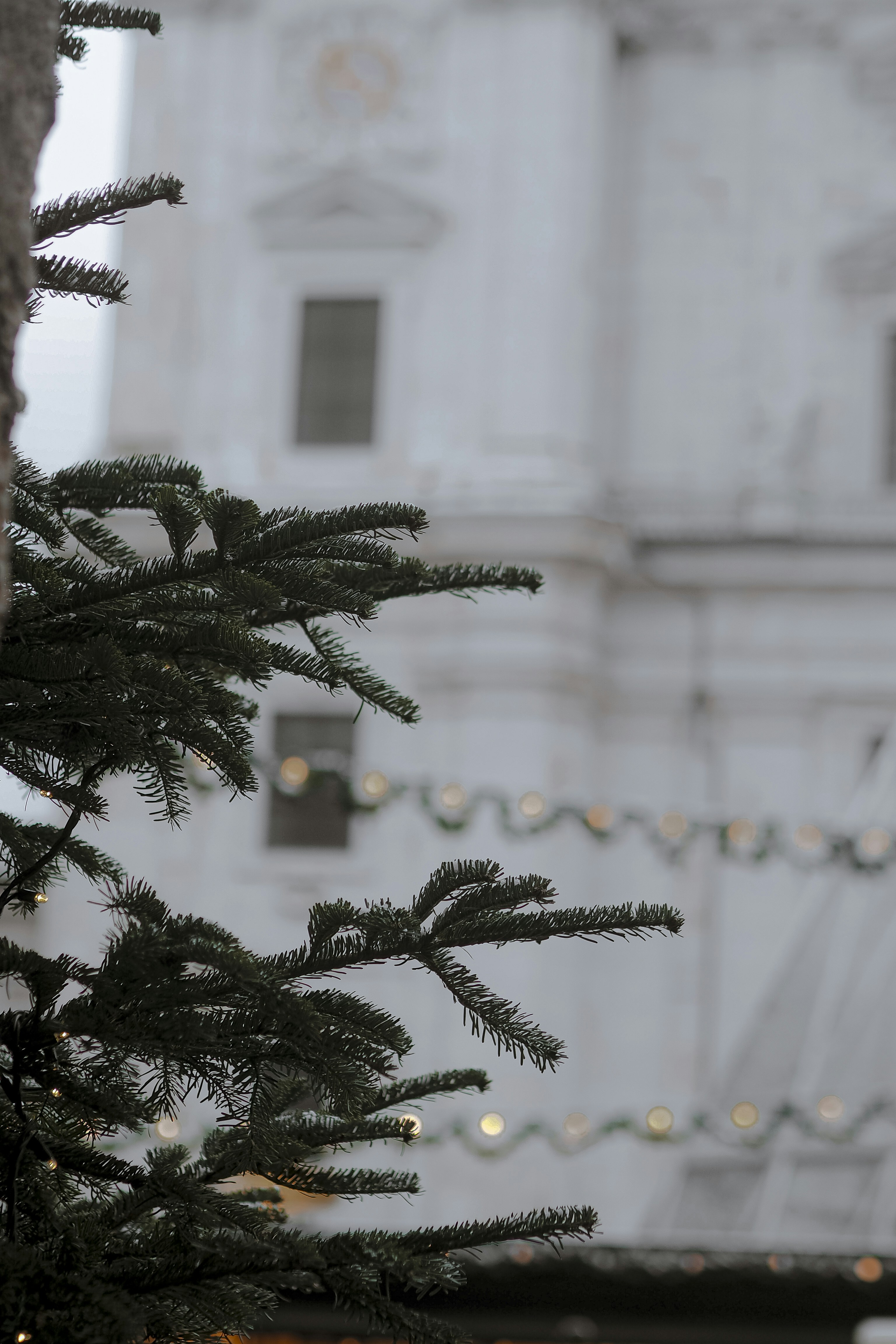 A pine tree with a white building in the background photo – Free Grey ...