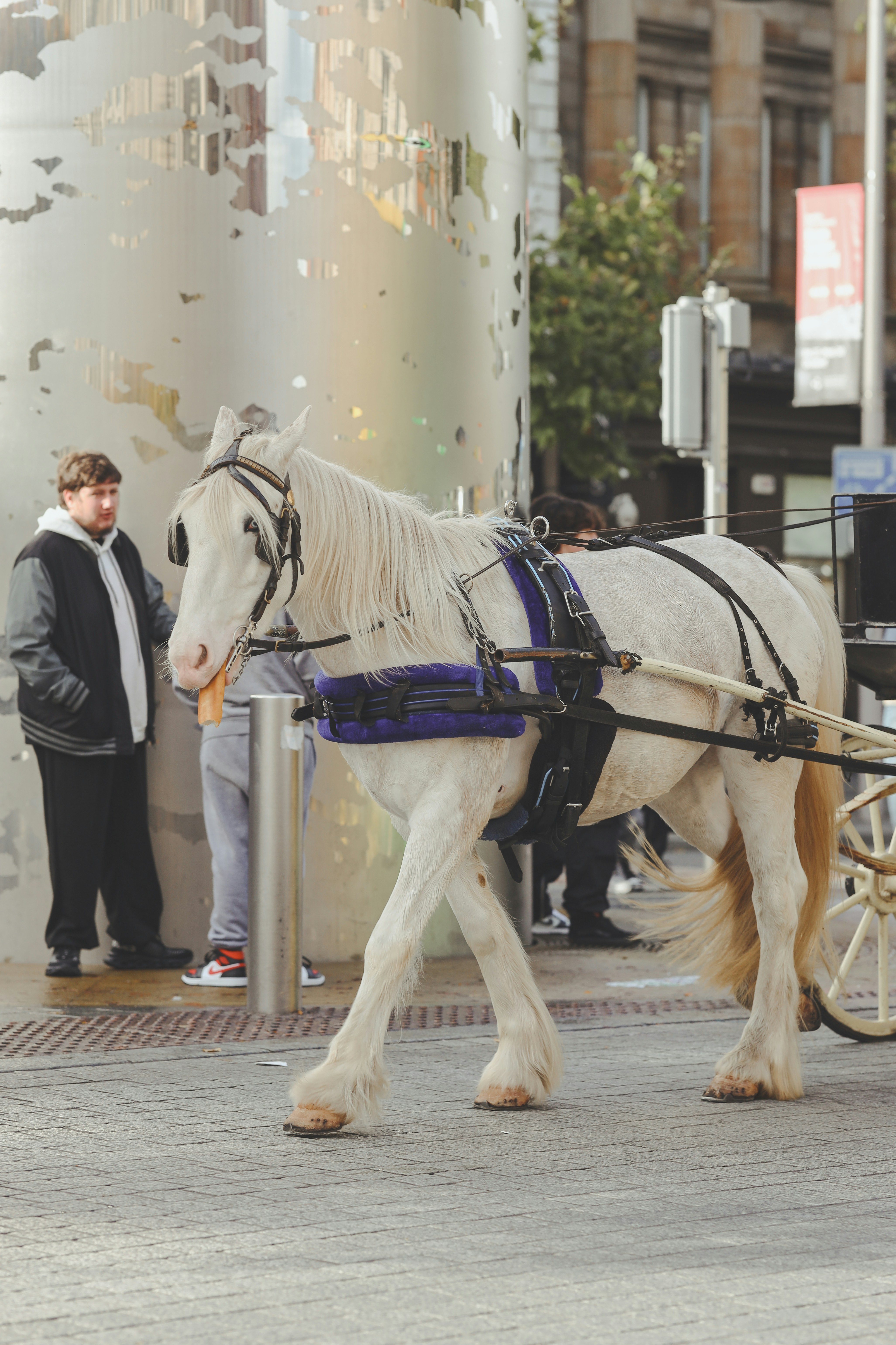 White horse in a city street, bridled and harnessed to a carriage beside a reflective pillar
