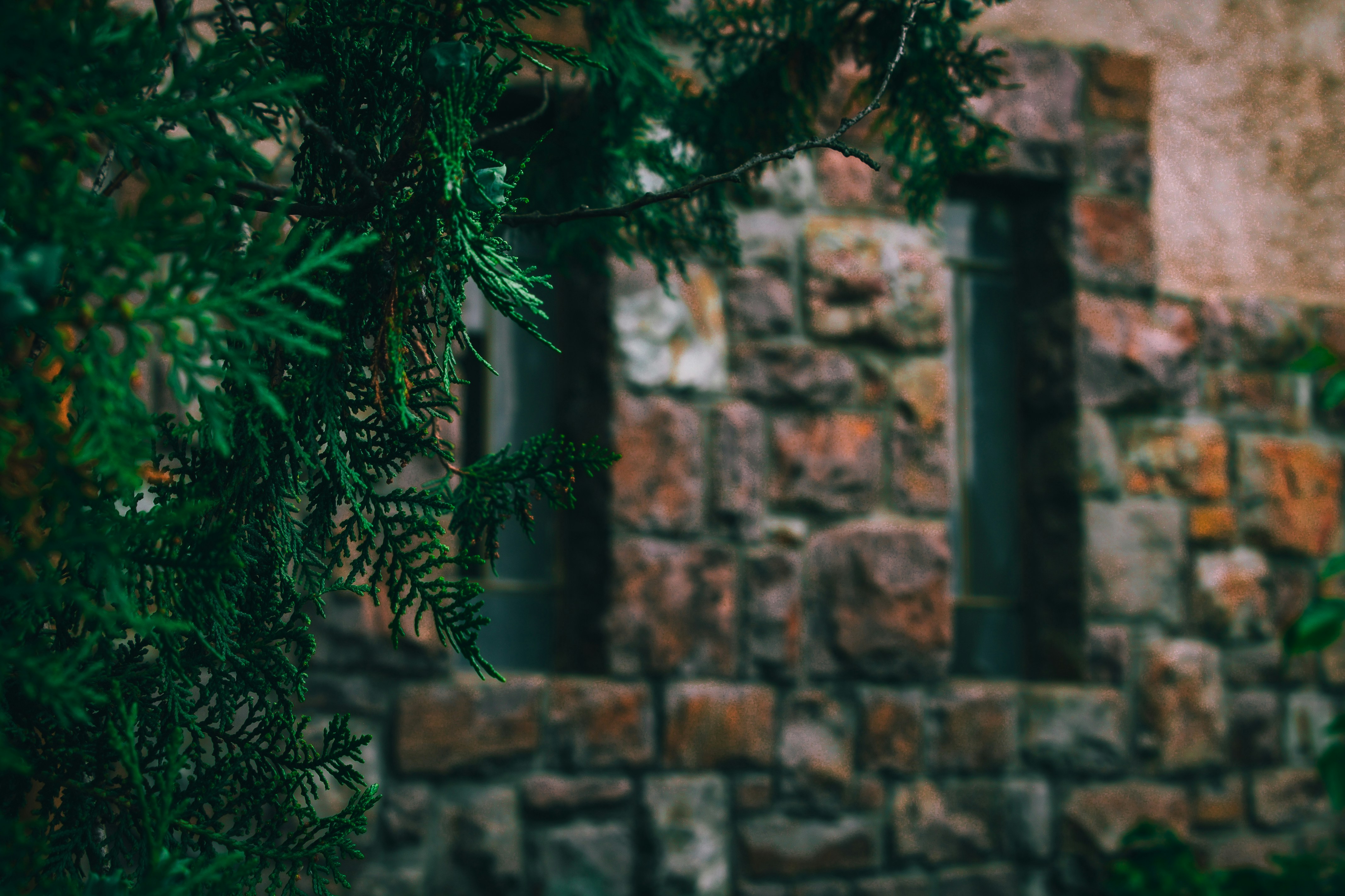 Emerald Fronds Framing a Weathered Stone Wall