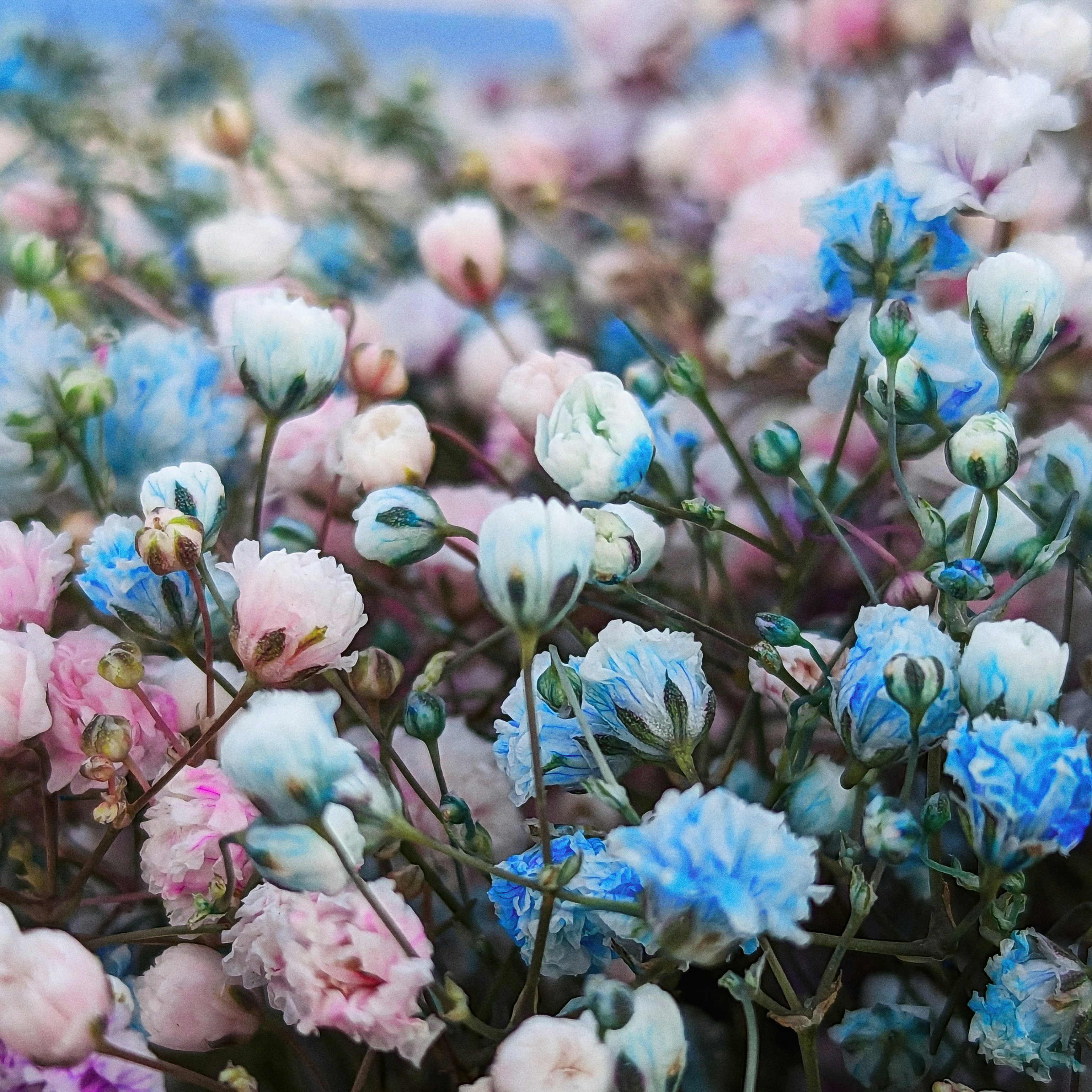 Pastel Ribbon of Bloom: Close-Up of Dyed Carnations in Blue and Pink