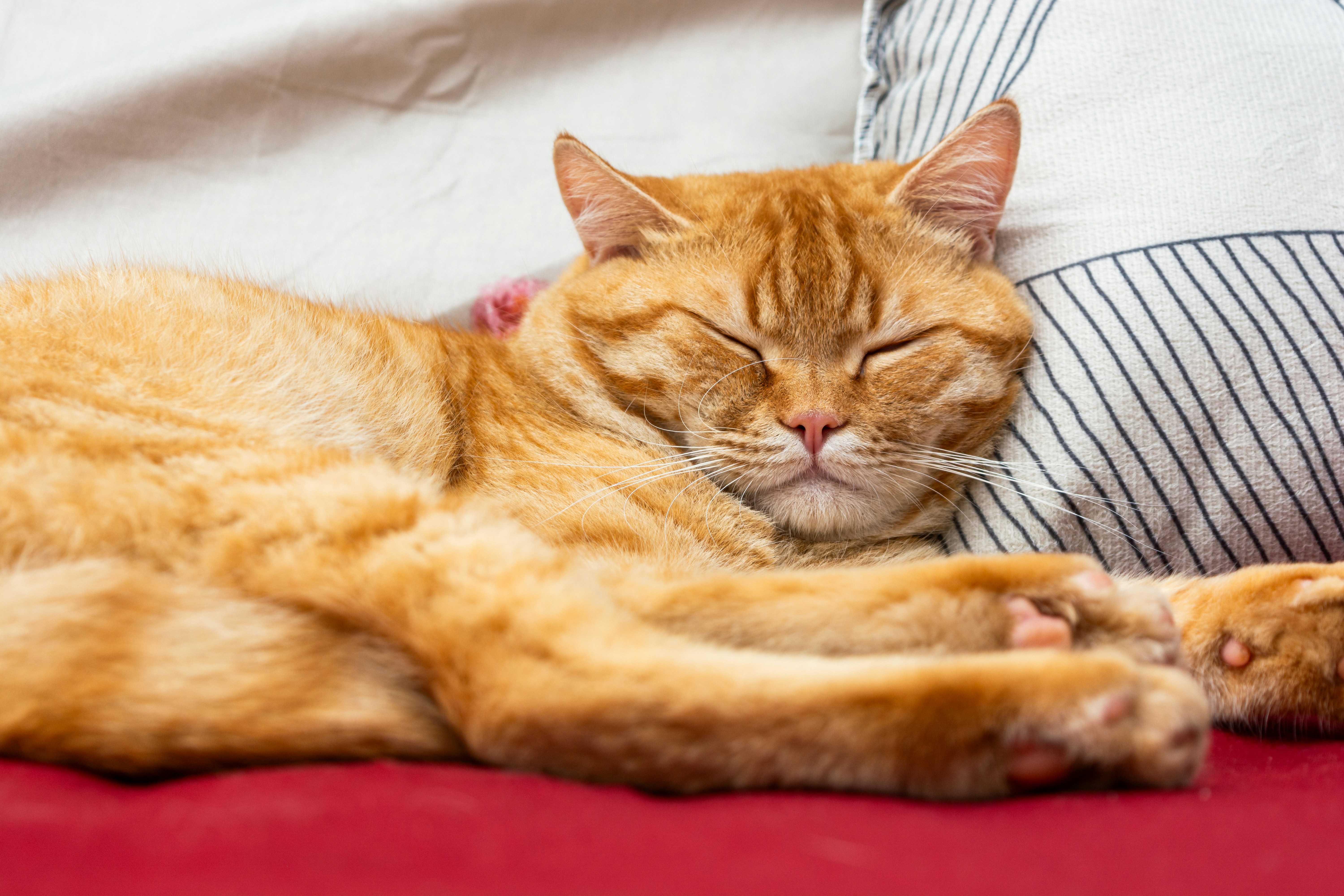 cute orange cat sleeping on the bedroom