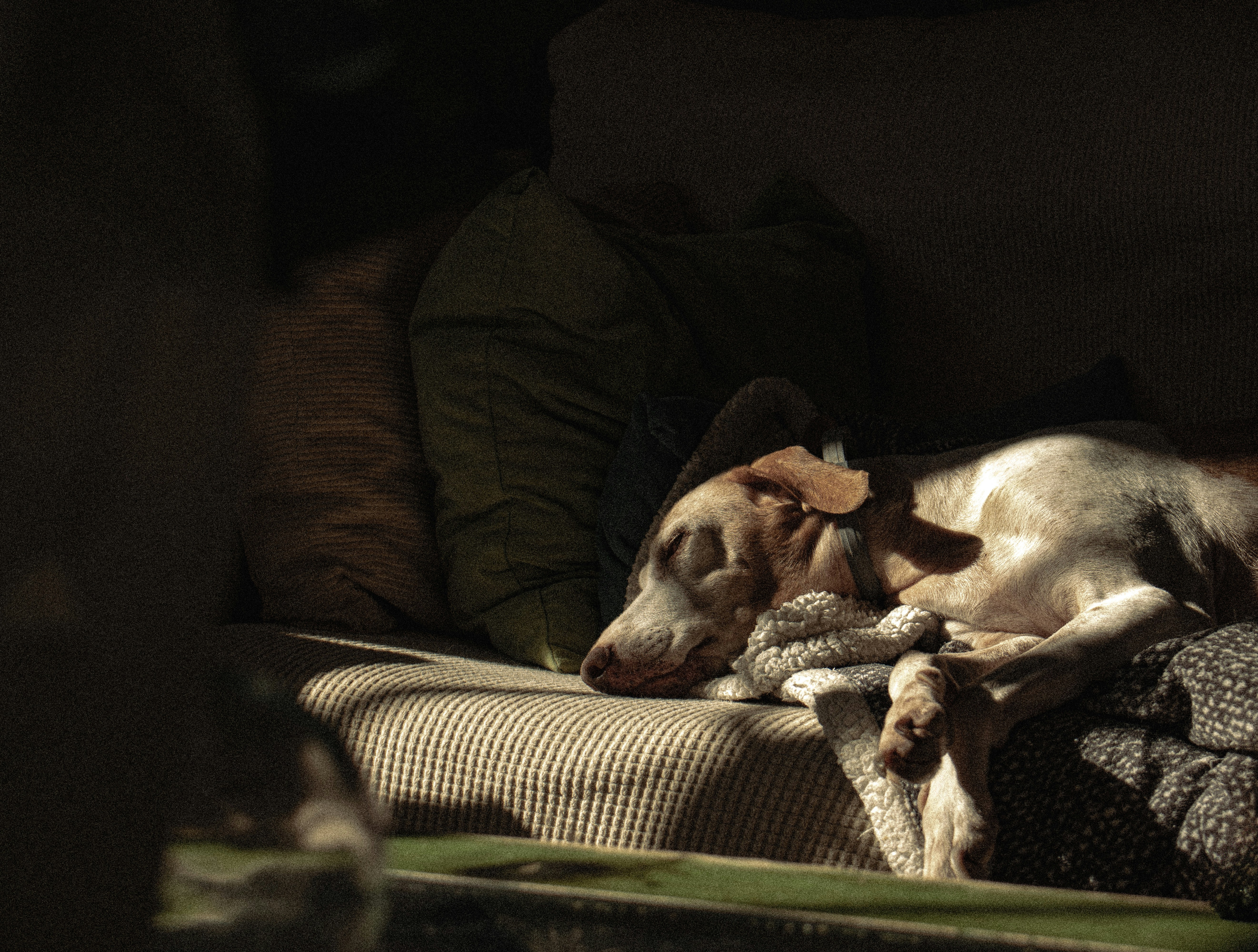 Cozy Recline: a dog snoozes on a sun-warmed couch