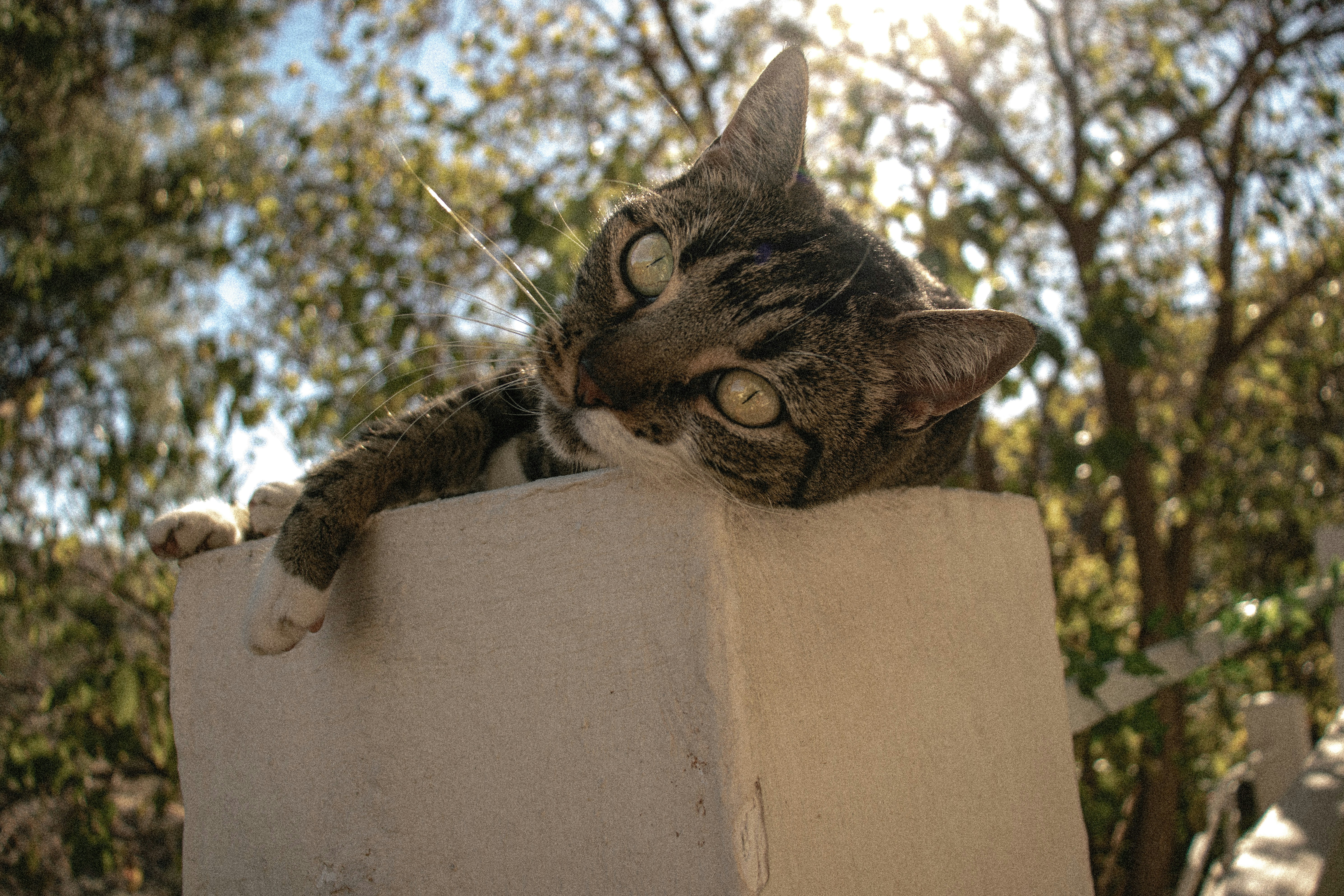 Sunlit Sentinel: Curious Cat Peering Over a White Block